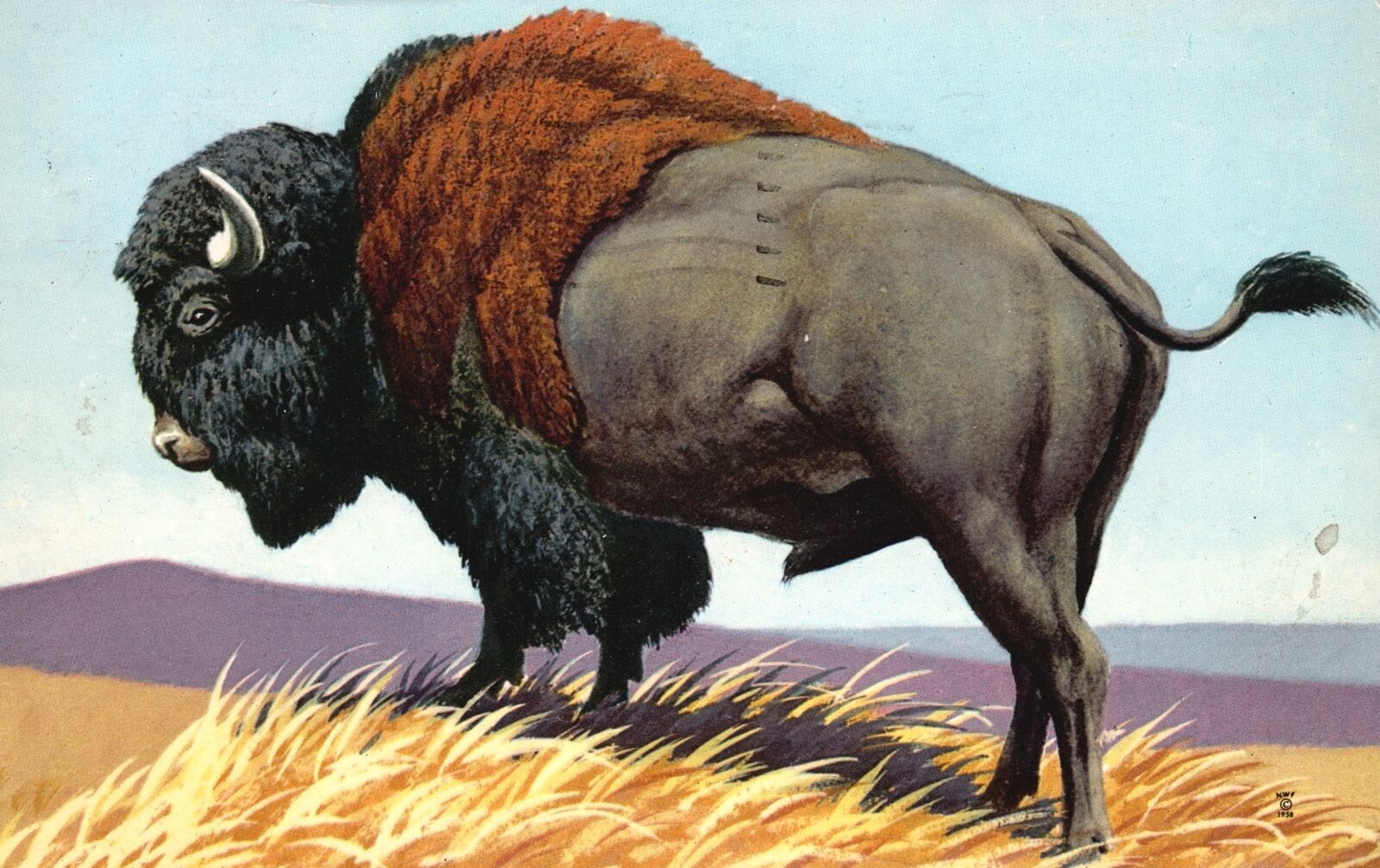 Vintage Postcard 1962 By Sun American Grasslands Buffalo Species ...