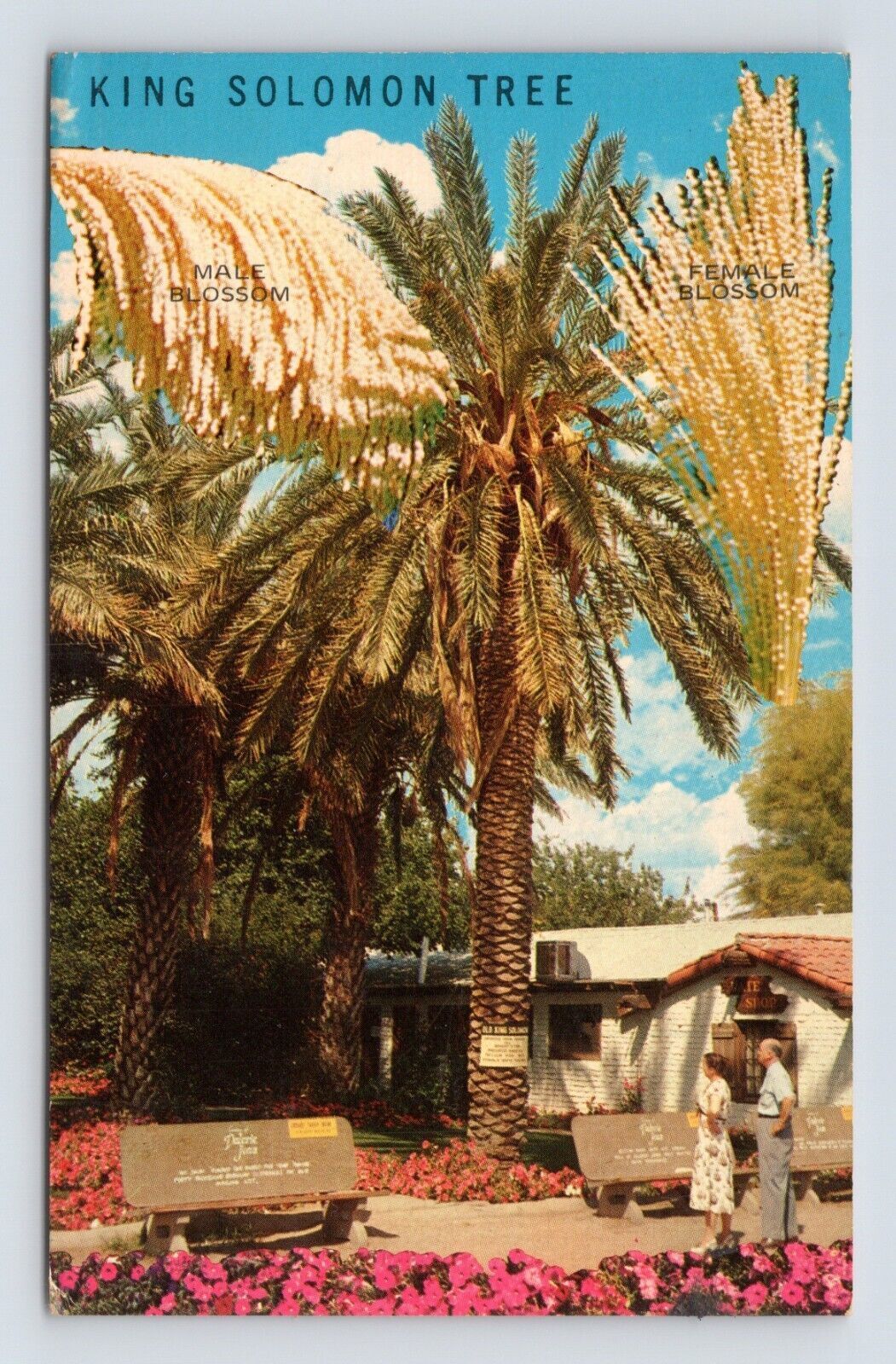 King Solomon Tree Date Palm Coachella Valley California CA Chrome ...