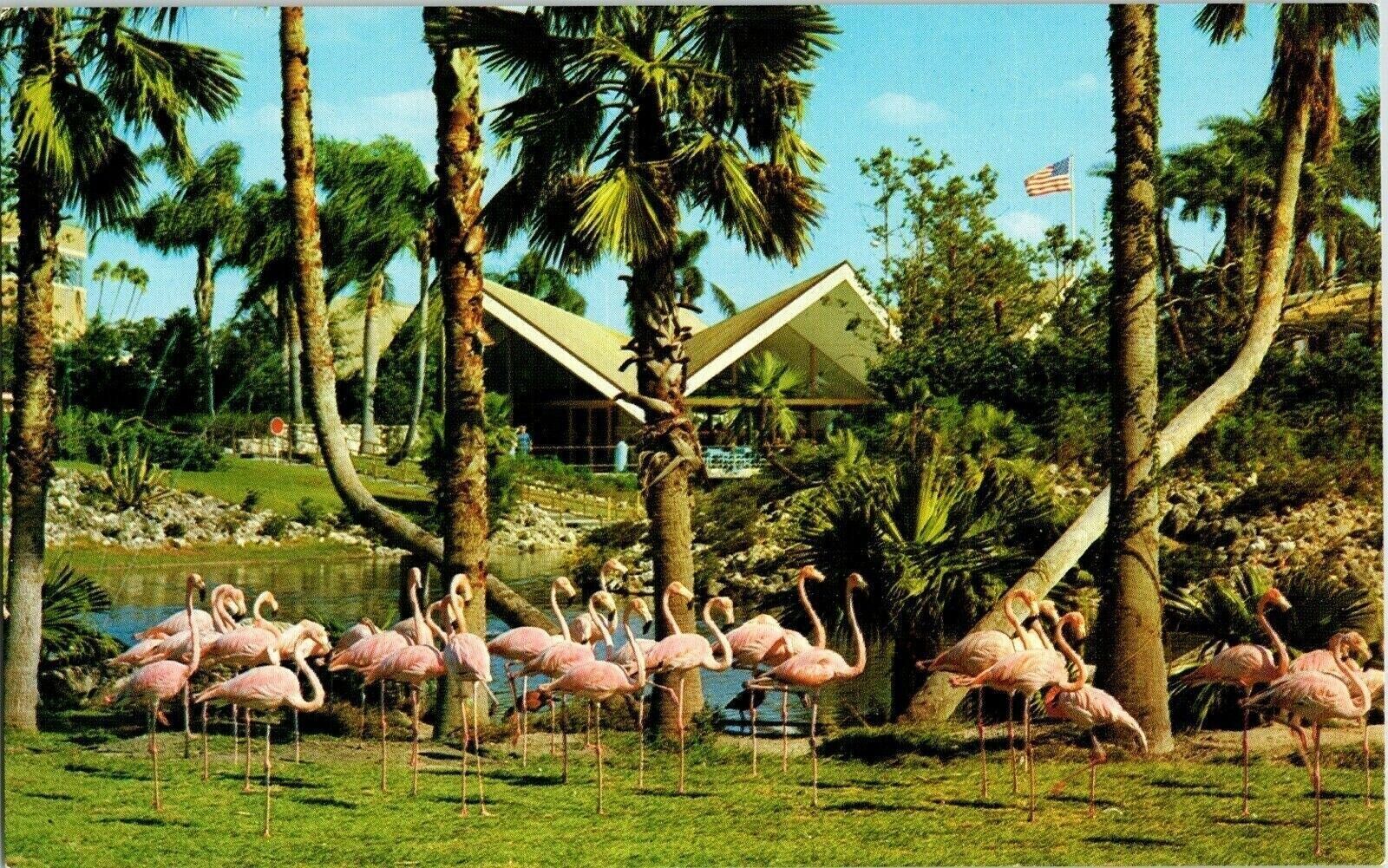 Flamingos Lagoon Busch Gardens Anheuser Florida Budweiser Tampa ...