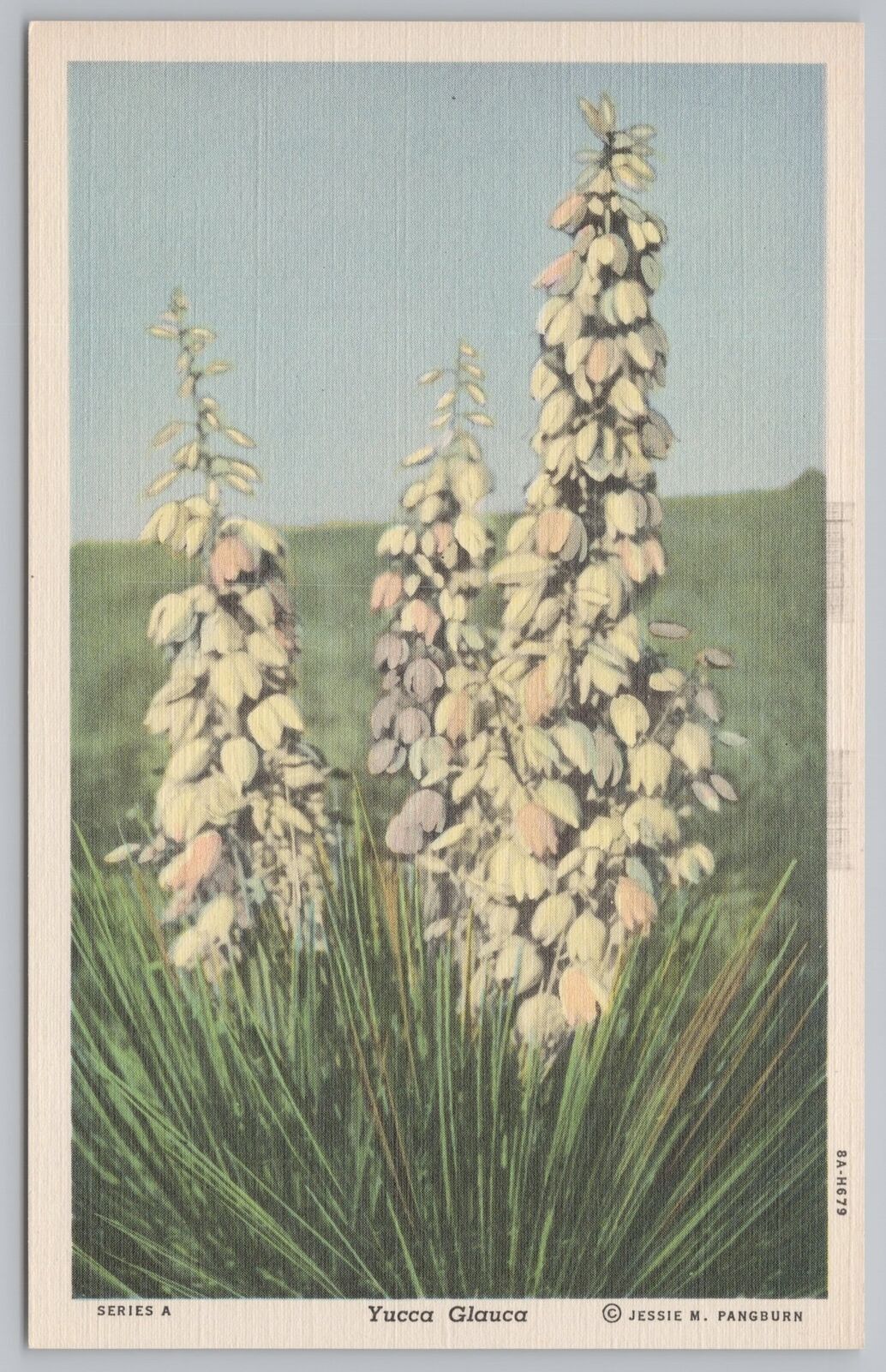Linen~Yucca Glauca~Soapweed~Spanish Bayonet~White Blossoms~Spiny Leaves ...