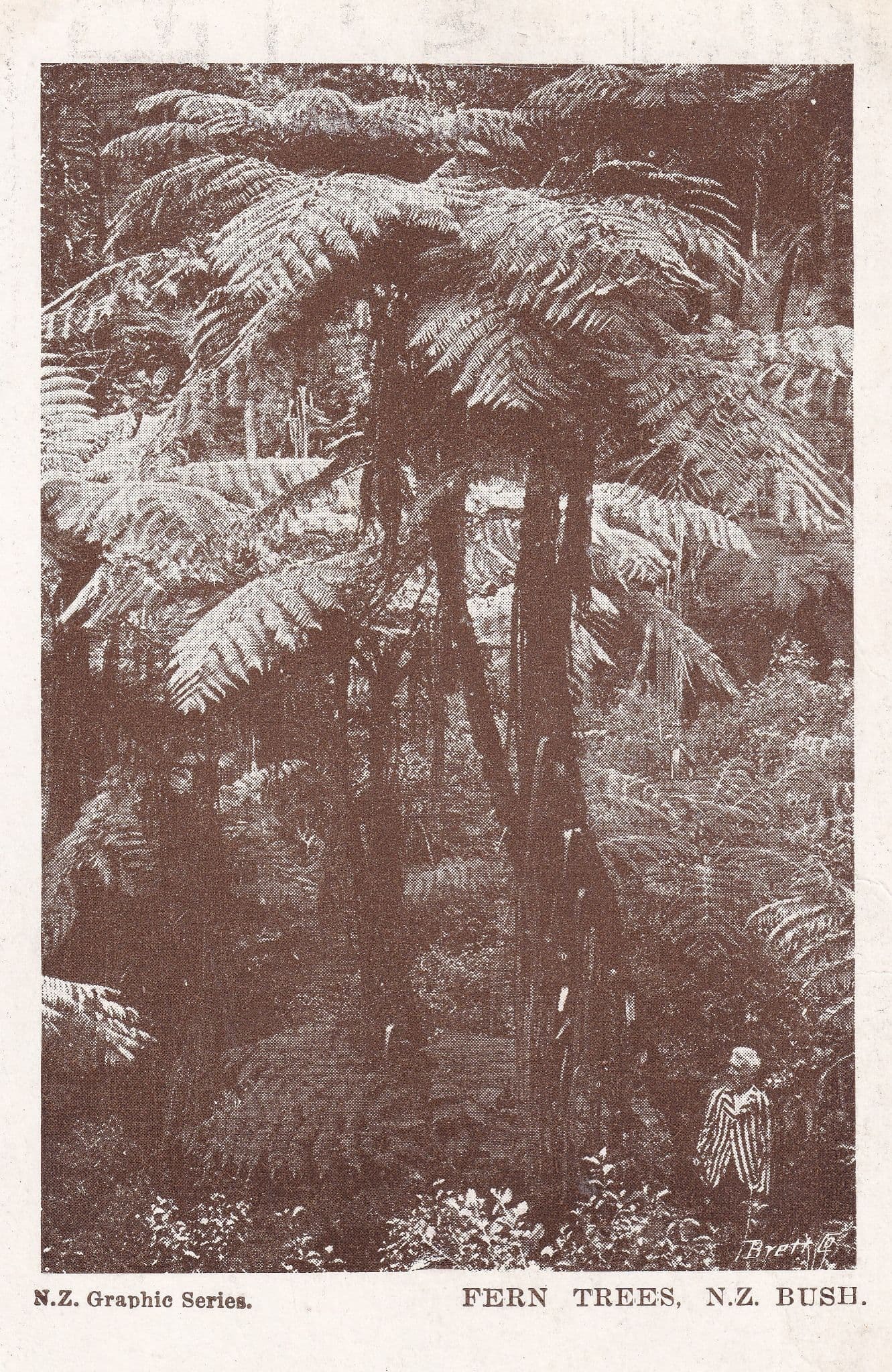 Fern Trees Man As Dwarf New Zealand Antique Postcard | Australia ...
