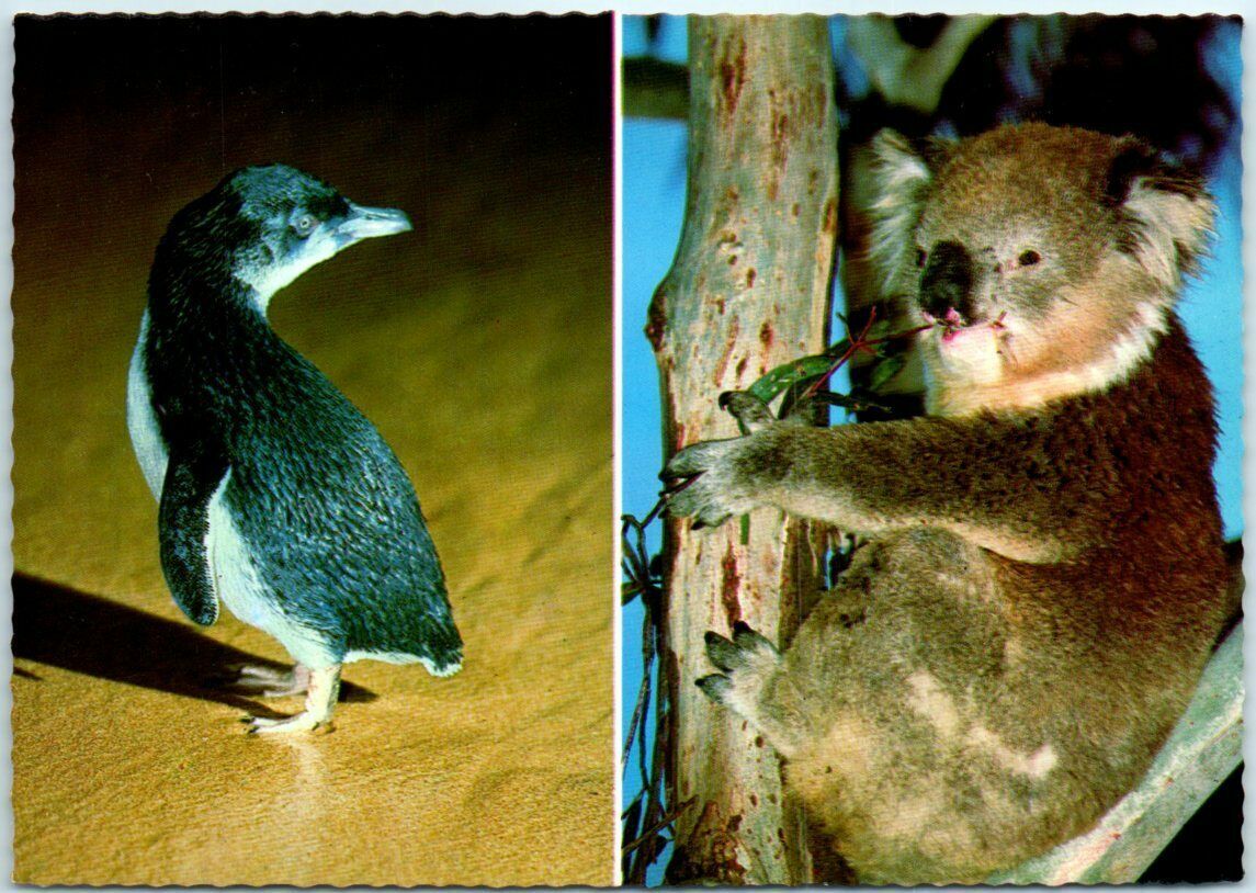 A Koala and a Fairy Penguin at their Reserves on Philip Island ...