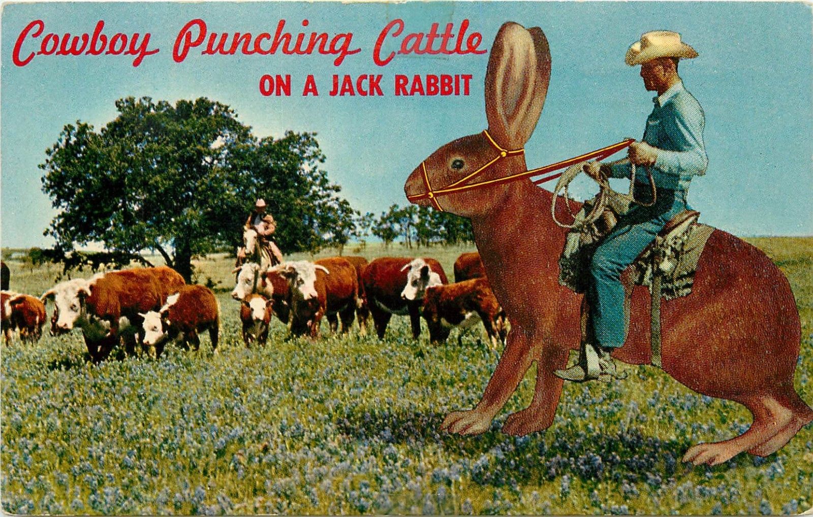 Rabbit Riding Cowboy Punching Cattle On A Jack Rabbit Postcard | Topics ...