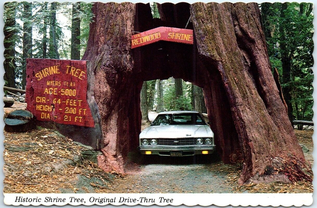Postcard - Historic Shrine Tree, Original Drive-Thru Tree, California ...