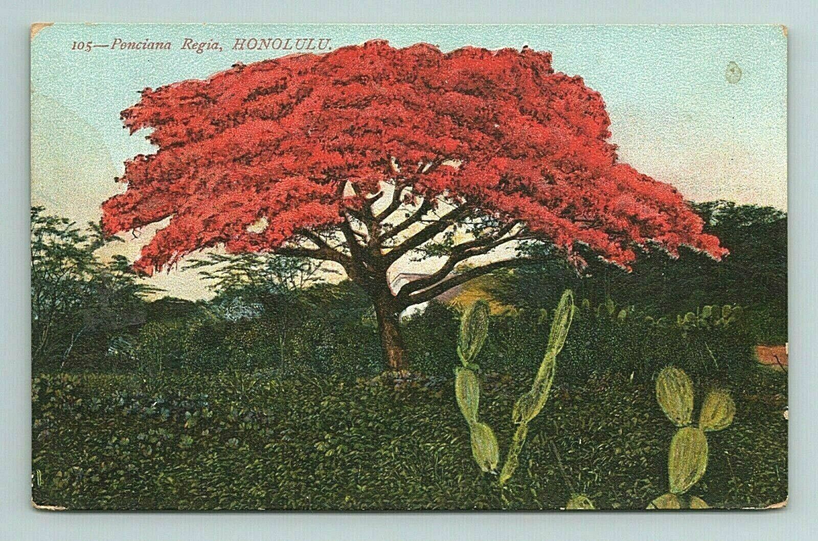 Ponciana Regia Flame Tree Red Flowers Honolulu Hawaii Hawaiian Islands ...