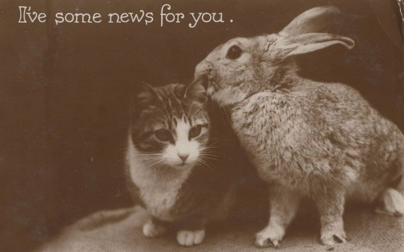 Rabbit & Cat Kitten Whispering Gossip News Old Real Photo Postcard ...