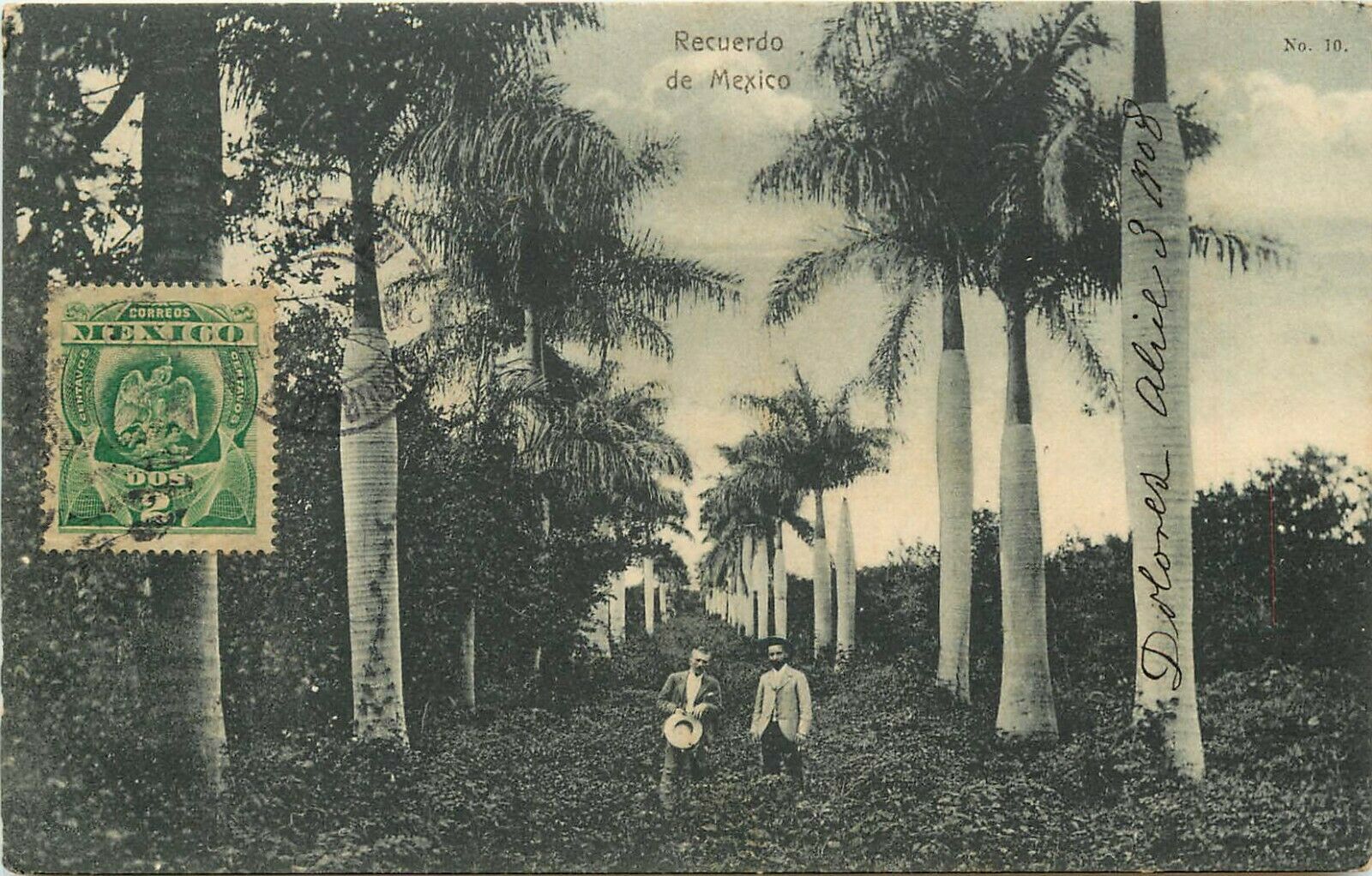 c1910 Postcard; Recuerdos de Mexico, Men & Rows of Palm Trees ...