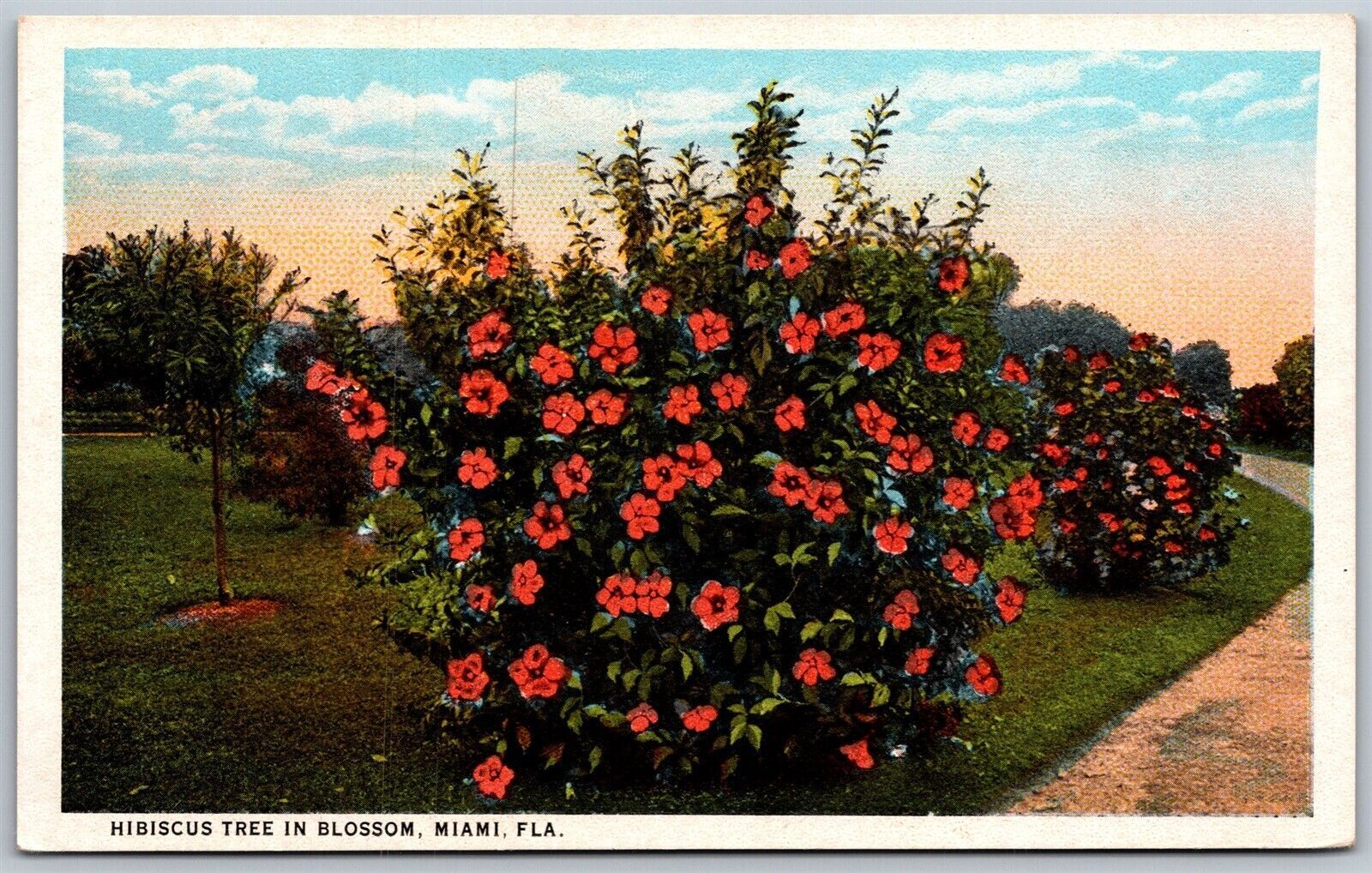 Vtg Miami Florida FL Hibiscus Tree in Bloom Blossom Flowers 1920s View ...