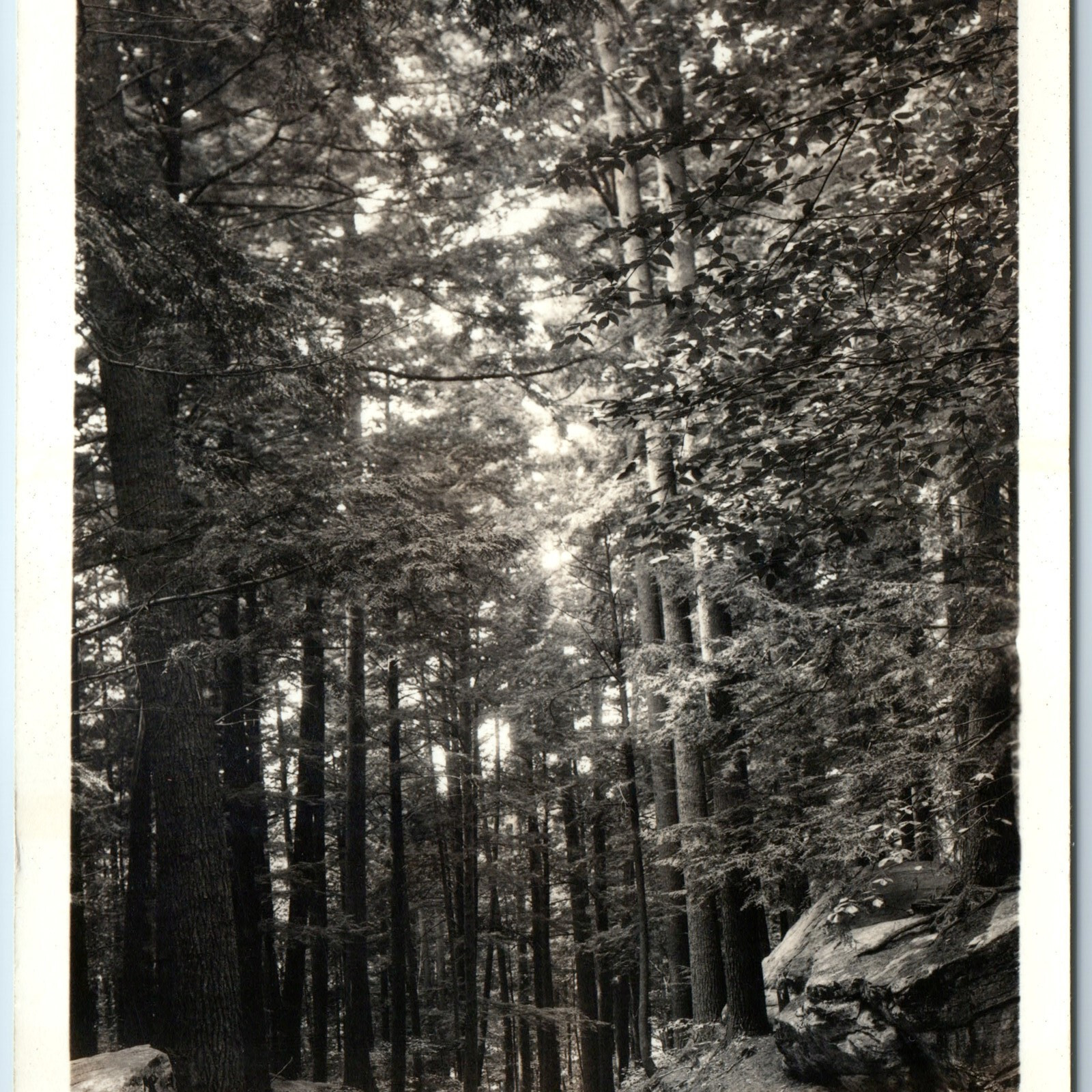 c1950s Cornwall, CT Cathedral Pine White Hemlock Tree Preserve 1989 ...