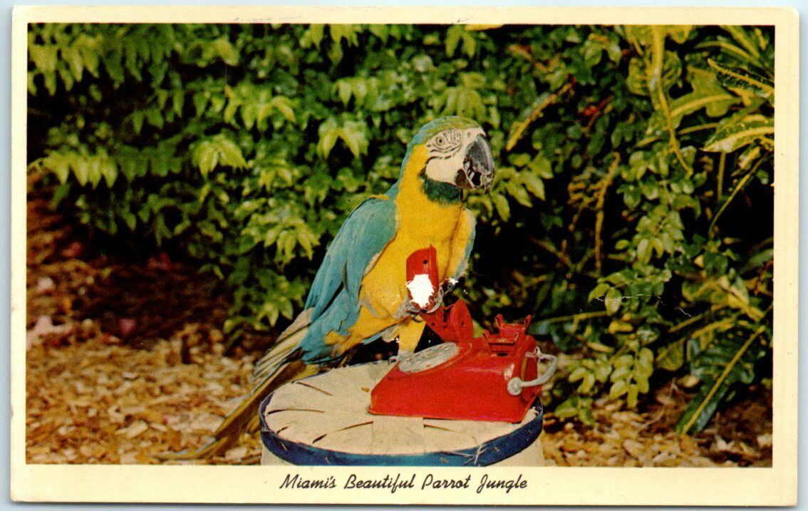 Postcard - "Zena" Performing Macaw at Miami's Beautiful Parrot Jungle ...
