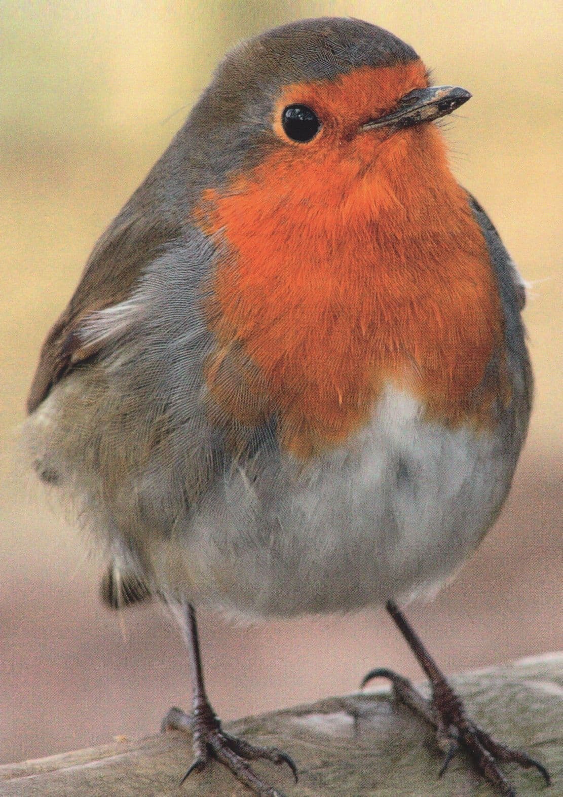 Fat Cute Lovable German Robin Bird Pummeliges Rotkehlchen Postcard ...