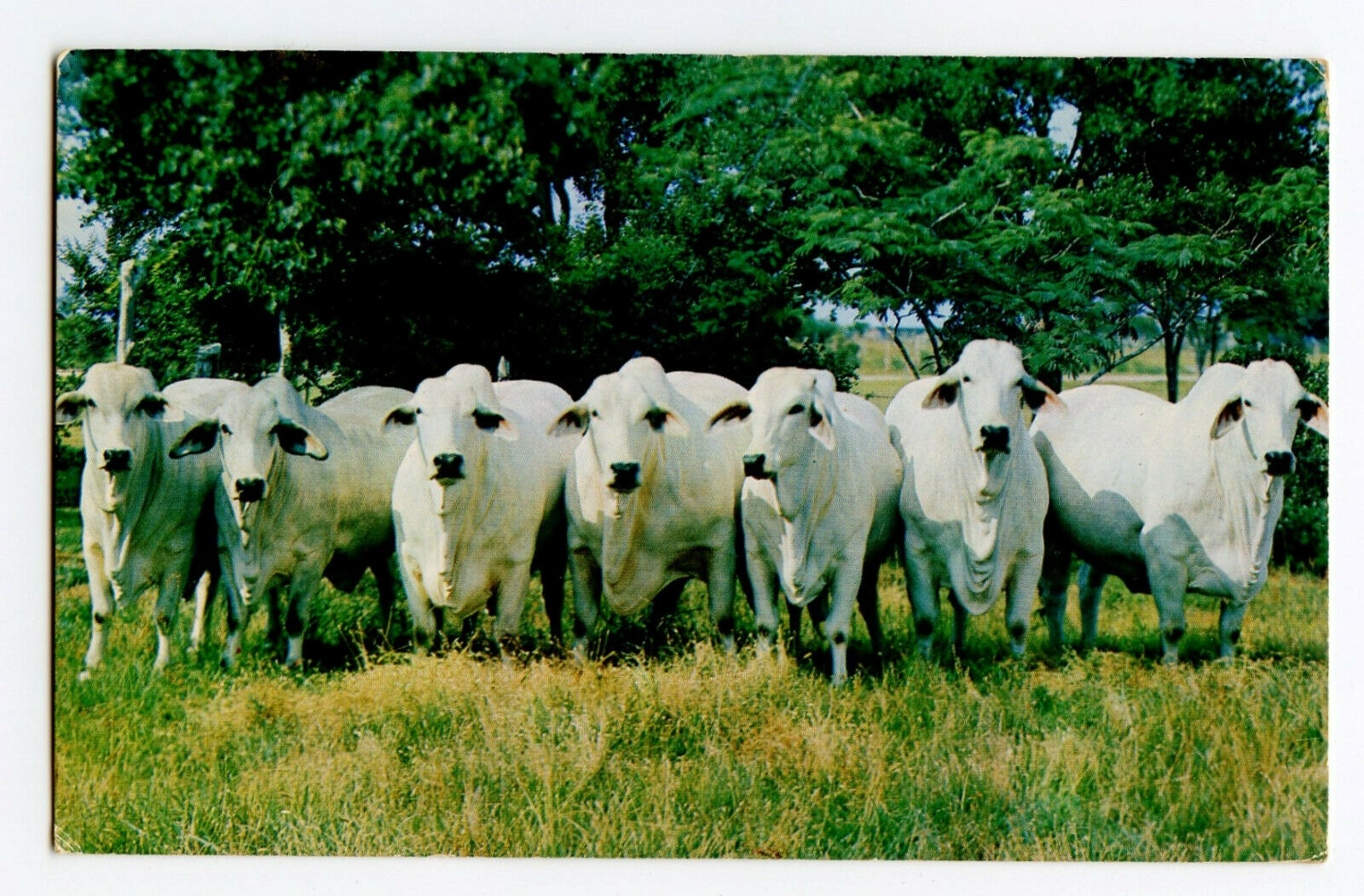 Brahman Cows J. D. Hudgins Ranch Hungerford Texas Vintage Standard View ...