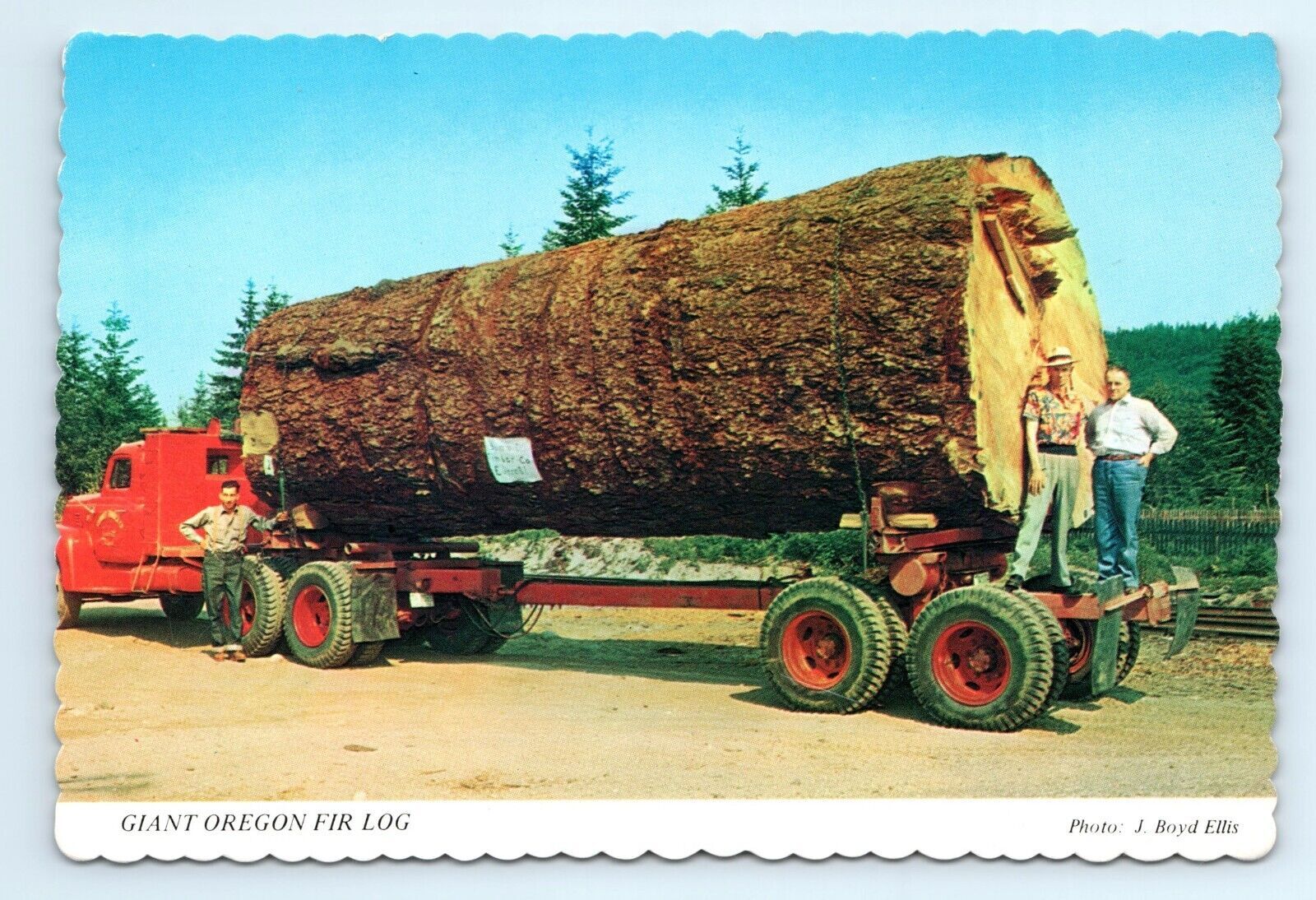 Giant Oregon Fir Log on Logging Truck Tractor Trailer Postcard | United ...
