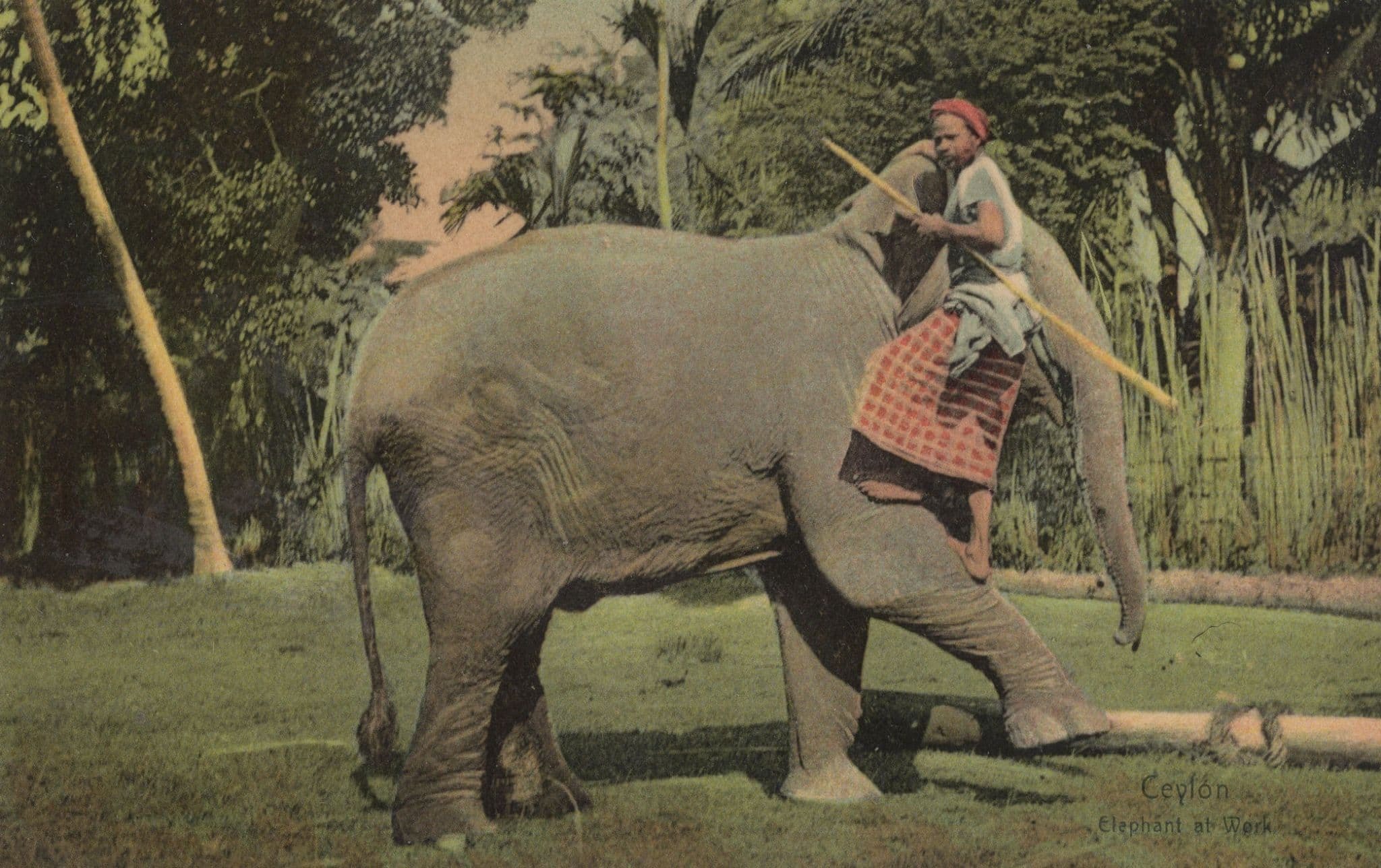 Ceylon Indian Man Riding Elephant Trunk 1960s Postcard | Asia & Middle ...