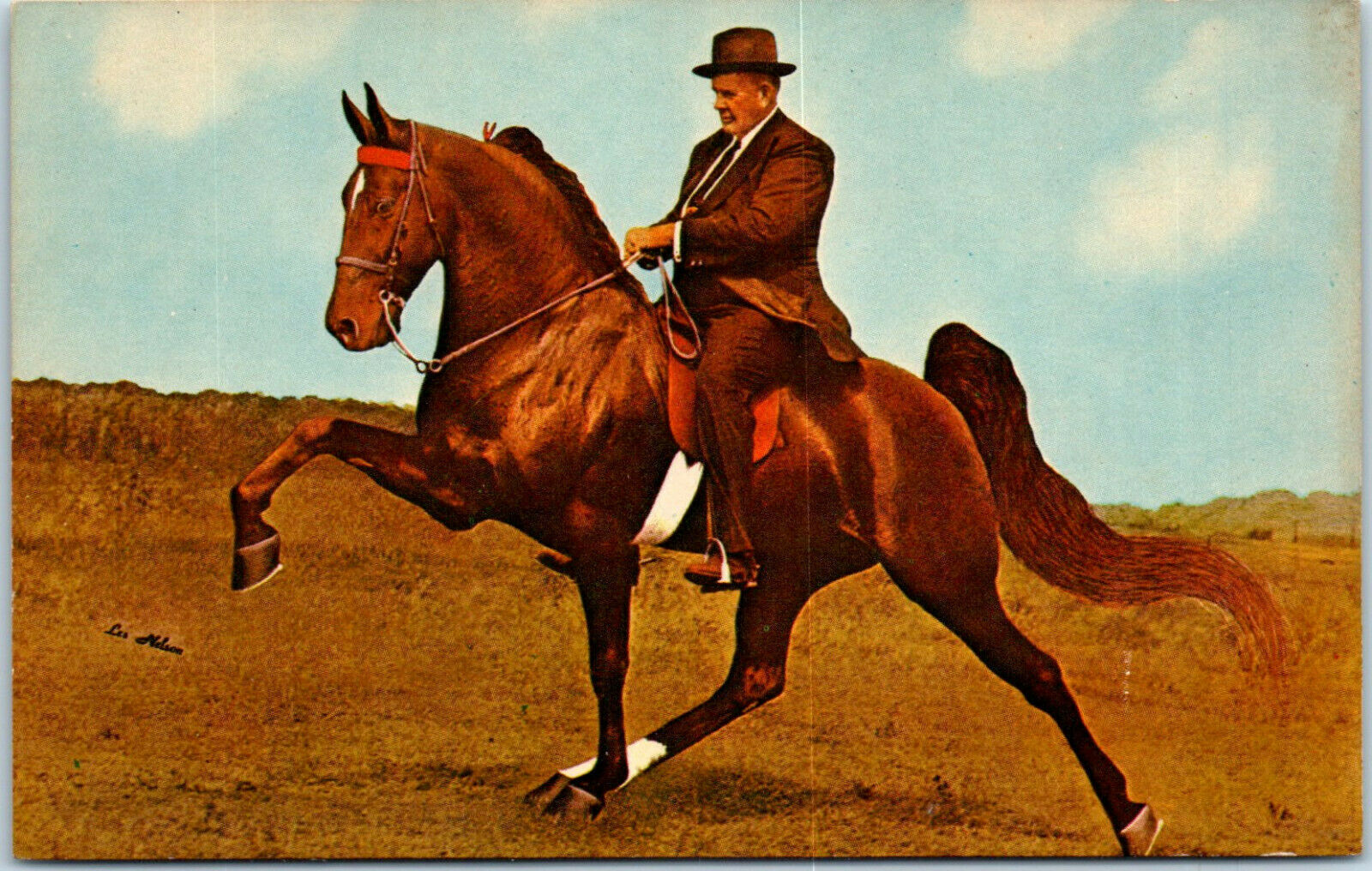 1960s B Major Wilson Walking Horse Stallion Gainesville VA Postcard ...
