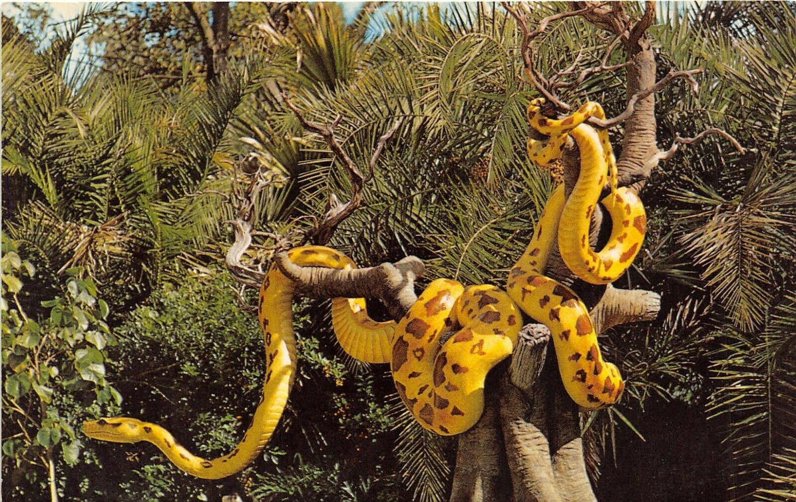 WALT DISNEY WORLD Orlando Florida 1960s Postcard Giant Python Jungle ...