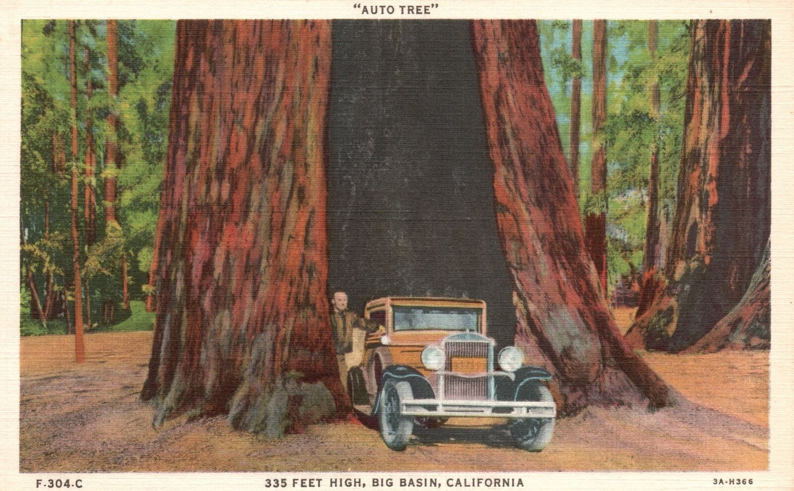 Vintage Postcard 1920's View of The Auto Tree Big Basin California CA ...