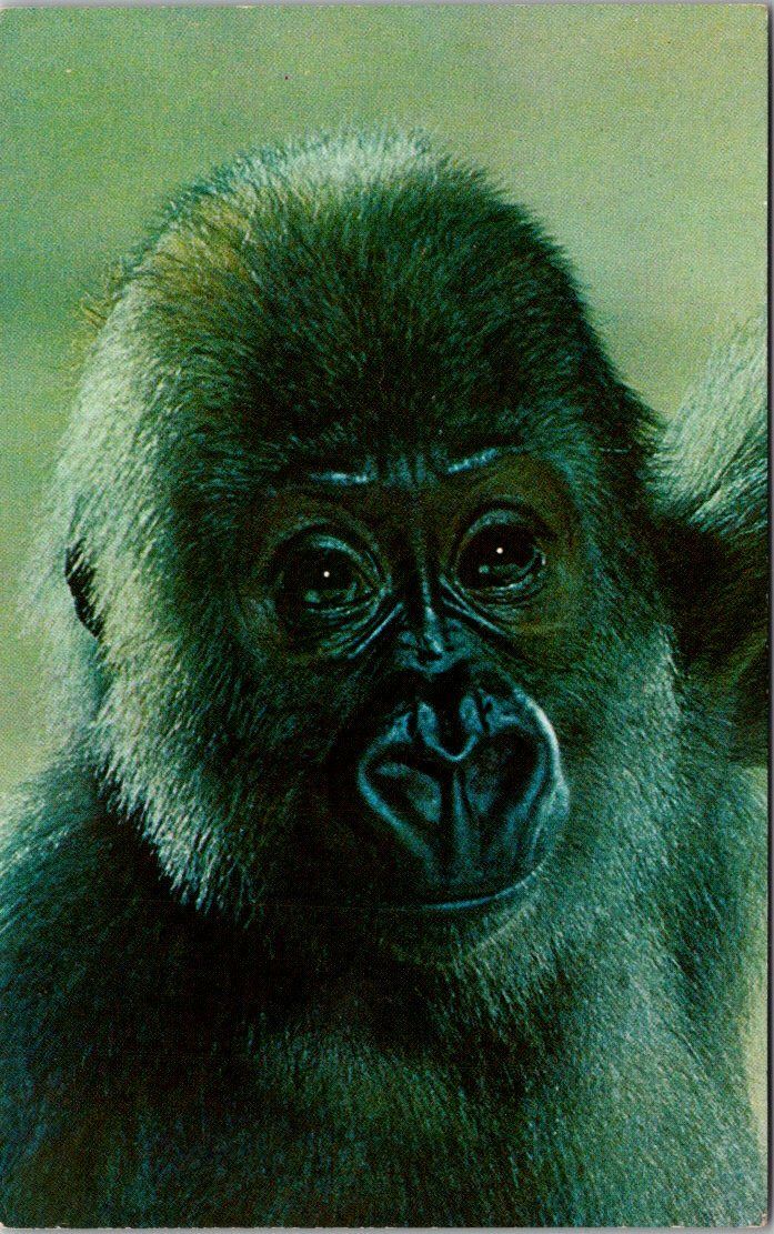 Monkey Baby Gorilla St Louis Zoo Missouri 1974 | Topics - Animals ...