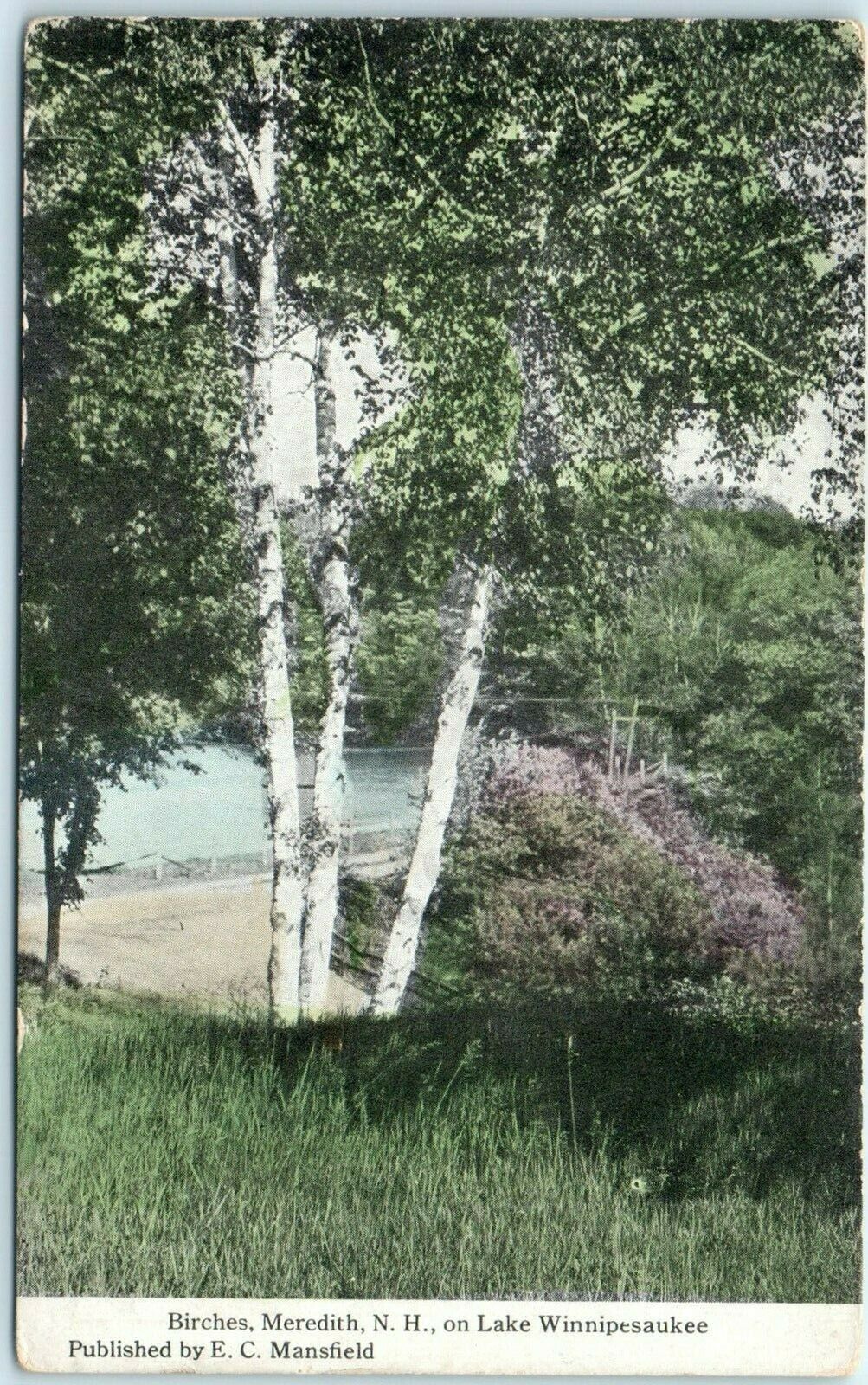 1916 Meredith, N.H Lake Winnipesaukee Photo Postcard Birch Tree EC Mansfield A6 | Other ...