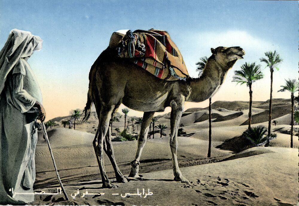 Libya, TRIPOLI, Orientation in the Desert, Camel (1960s) Postcard ...