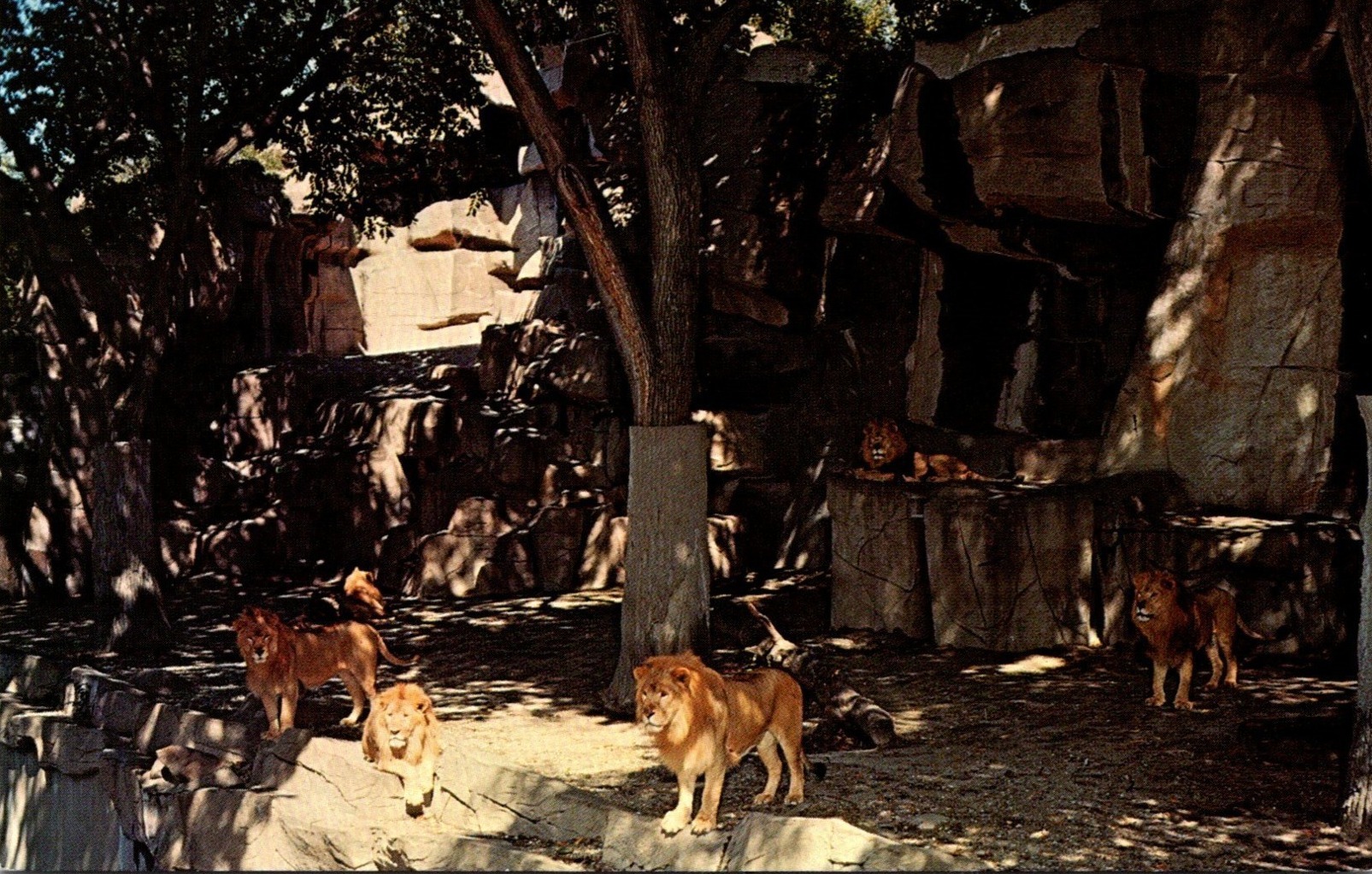 Michigan Detroit Zoological Park Lion Exhibit | United States ...