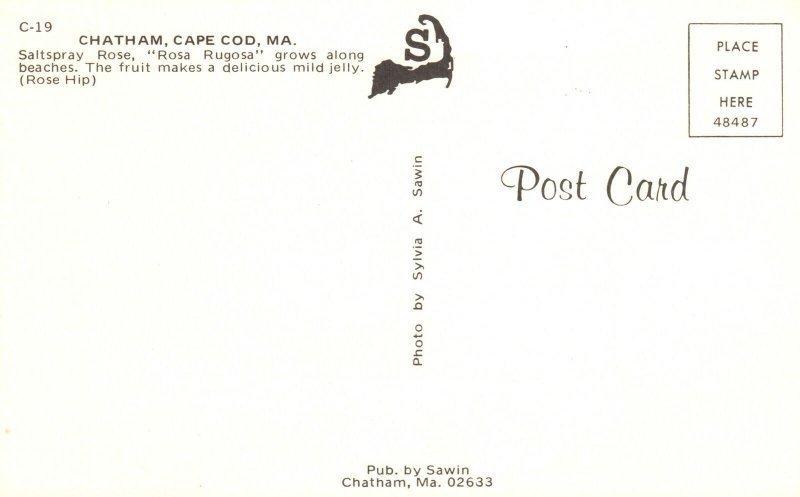 Vintage Postcard Salt Spray Rose Rosa Rugosa Mild Hip Jelly Chatham ...
