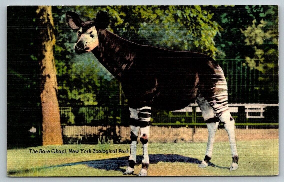 New York Zoological Park The Rare Okapi Postcard | United States - New ...