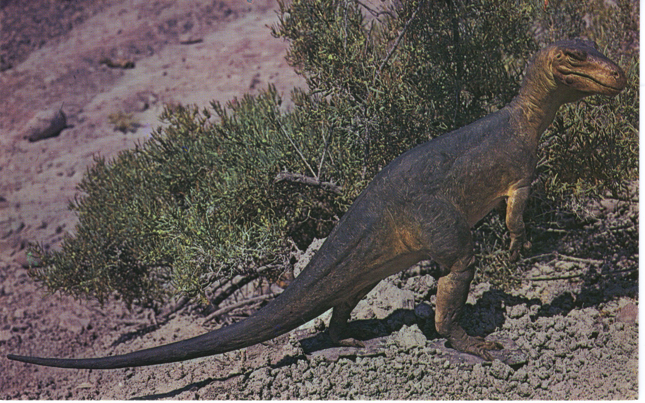 US Pc3804 Antrodemus, Dinosaur National Monument , Utah-Colorado ...