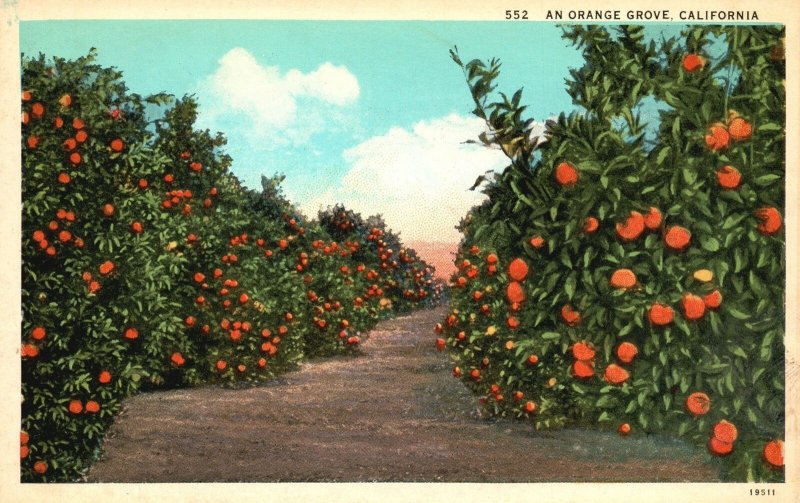 Vintage Postcard An Orange Grove California Orange Farming Farm Produce ...