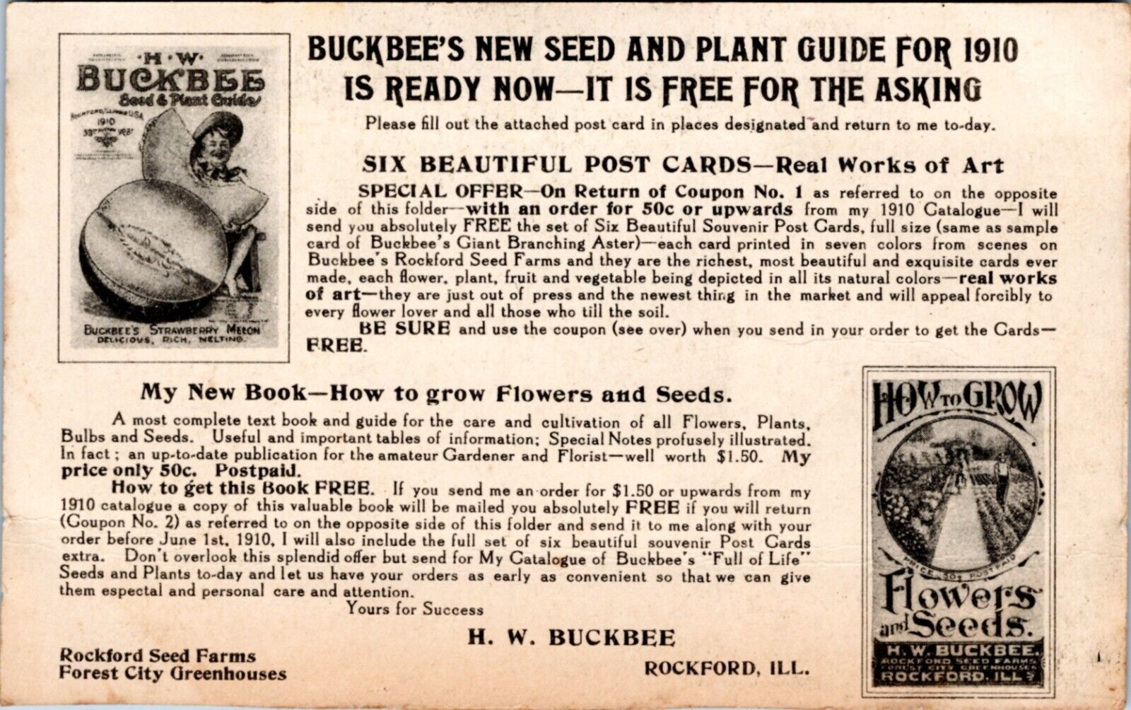 Postcard advert IL Rockford - Woman Holding Buckbee's Giant Branching ...