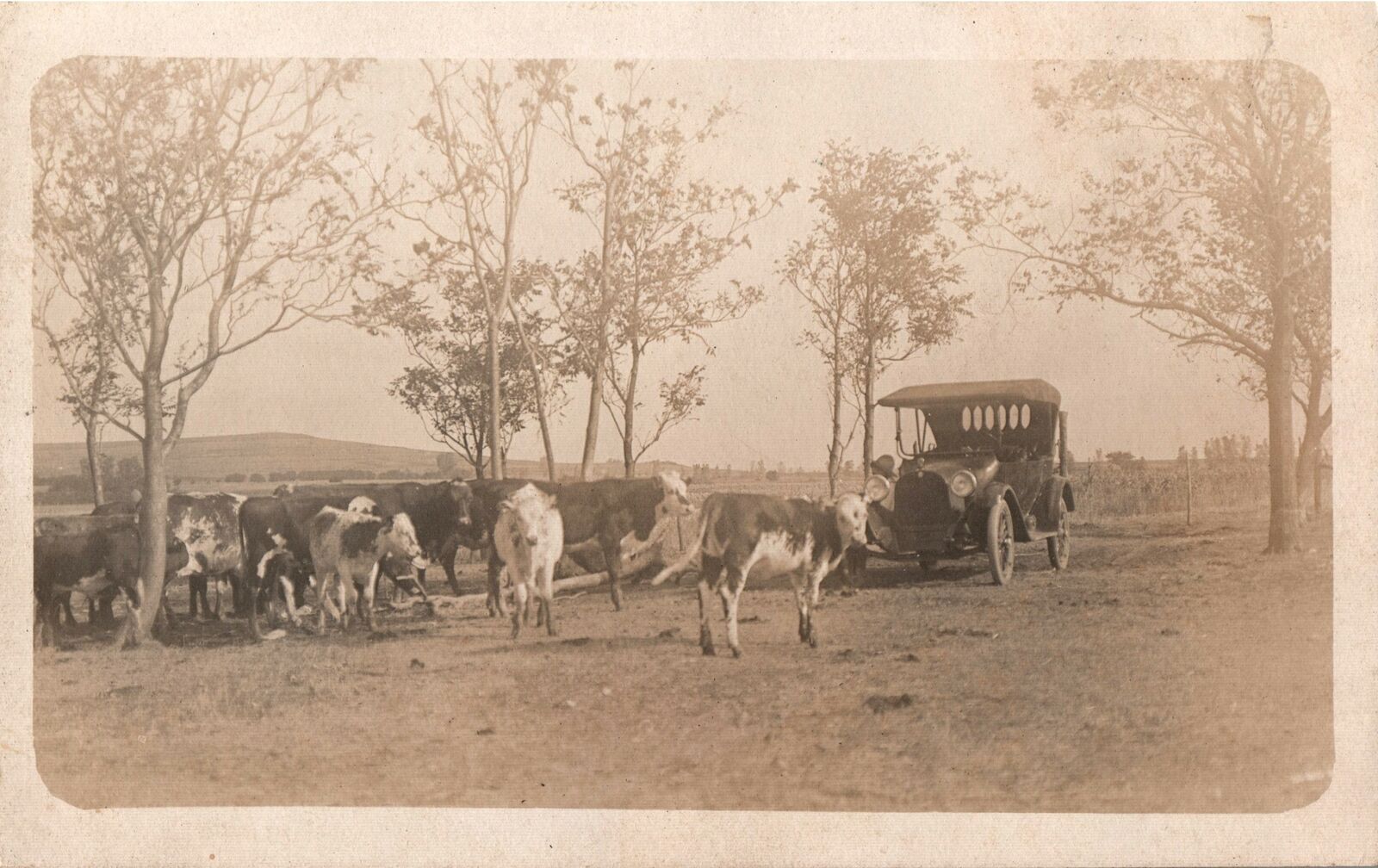 Vintage Postcard Very Early Real Photo of Antique CAR Beside Herd of ...