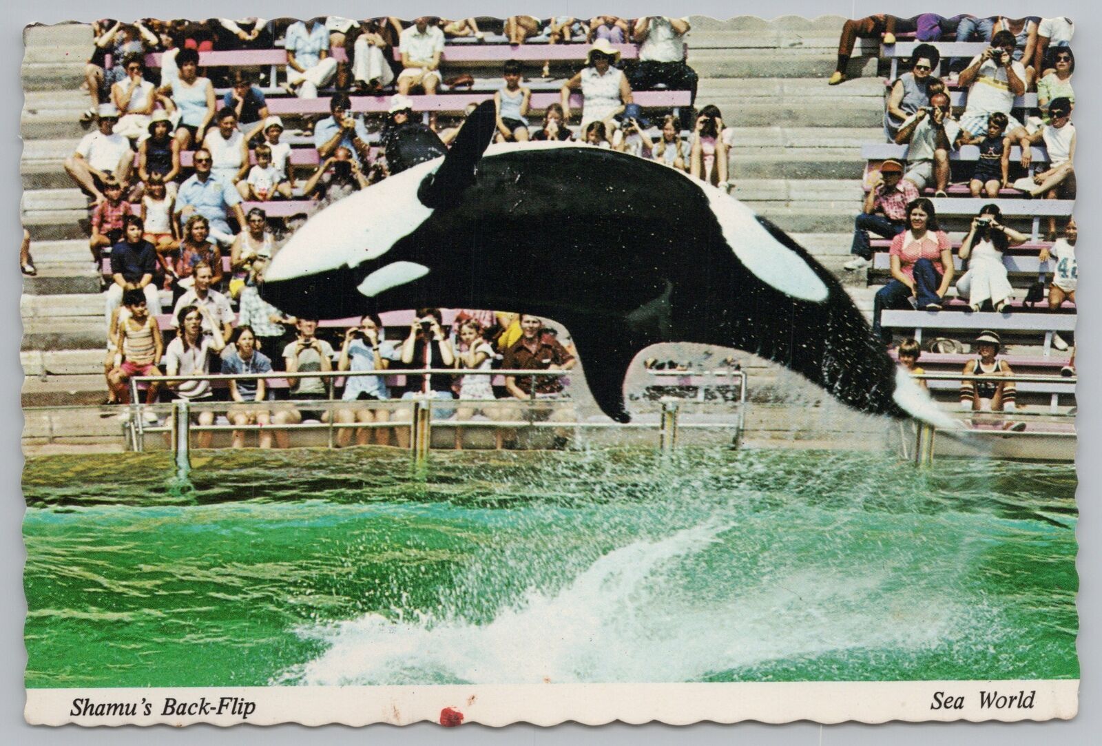 Amusement Park & Circus~Seaworld~Shamu's Back Flip~Continental Postcard ...