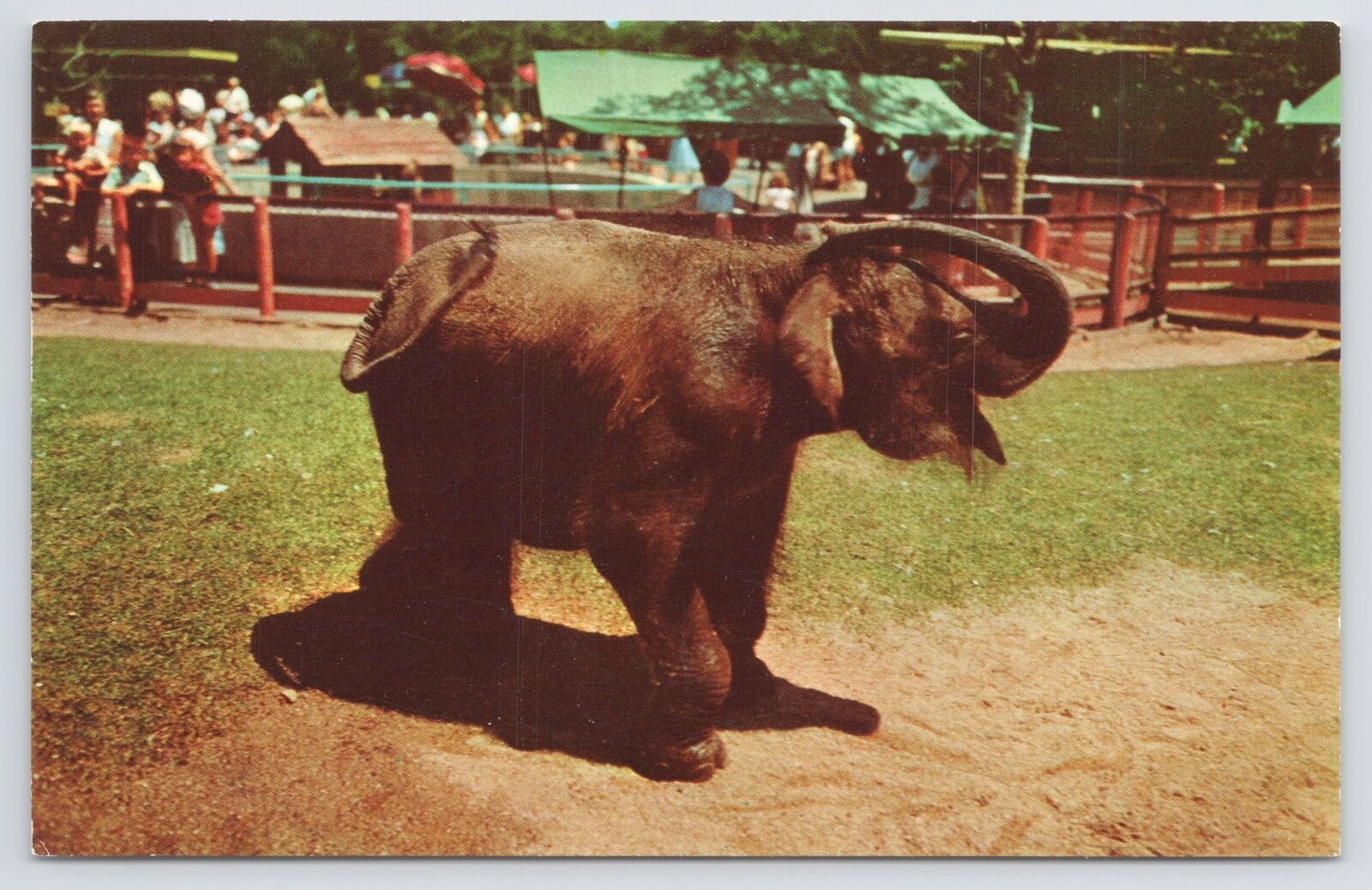 Animal~Brookfield IL~Baby Elephant~Trunk Back Over Head~Childrens Zoo ...