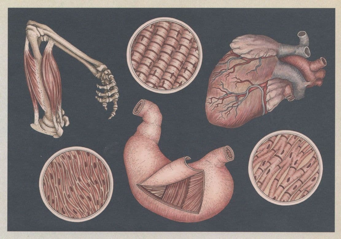 Heart & Cardiac Muscle Arm Stomach Muscle Structure Postcard | Topics ...