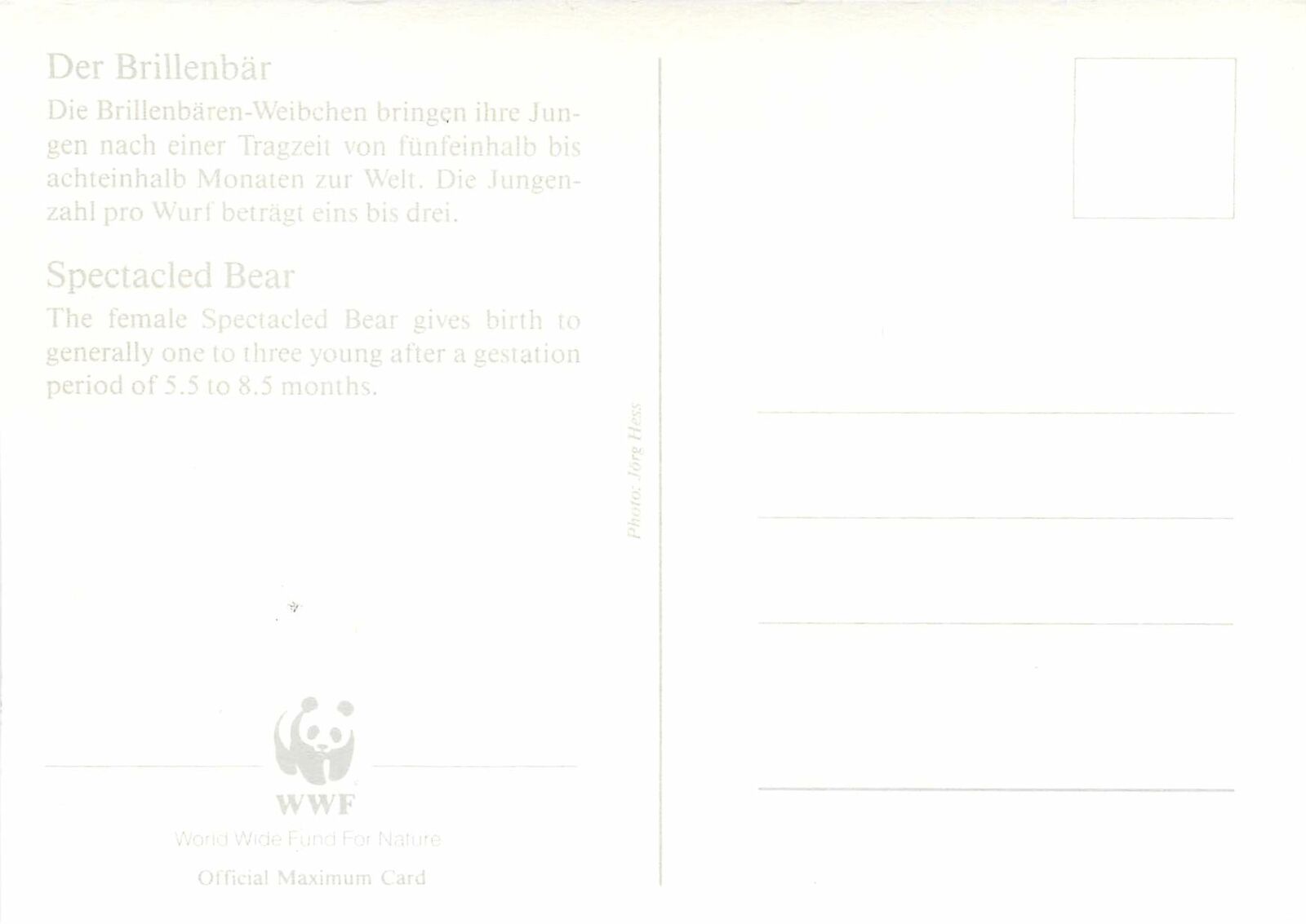 Postkarte WWF Fauna maximum card Bolivia Spectacled Bear female with ...