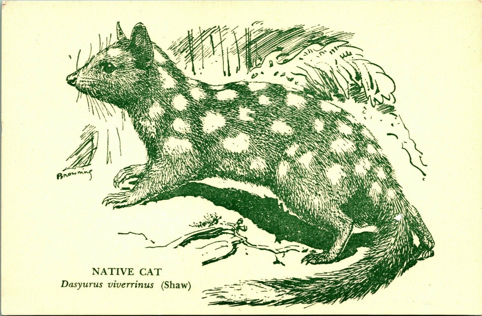 Native Cat (Shaw) National Museum of Victoria Australia Postcard UNP ...