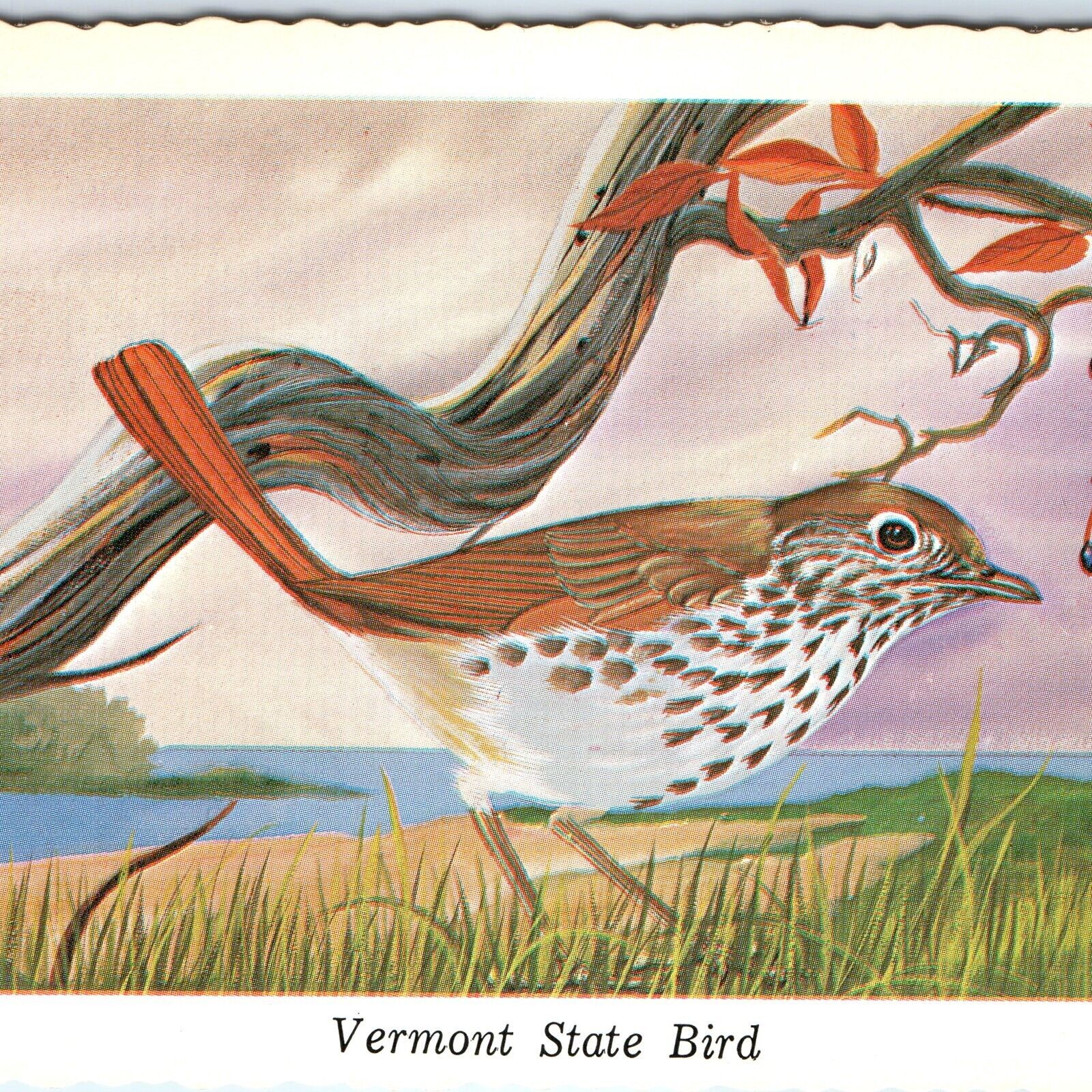 1968 VT Vermont Bird Hermit Thrush, American Nightingale Ken Haag Paint ...
