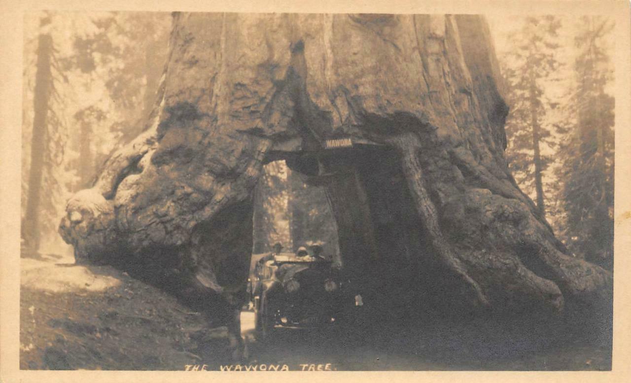 RPPC WAWONA TREE Yosemite, CA Old Car Pillsbury Photo ca 1910s Vintage ...