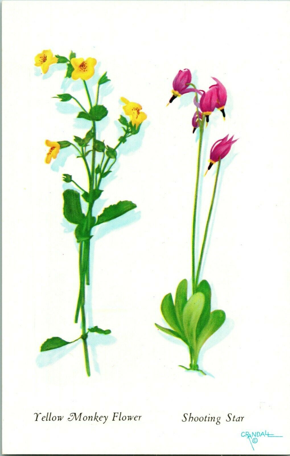 Vtg Carte Postale Unp Artiste Signé Harrison Crandall Shooting Star ...