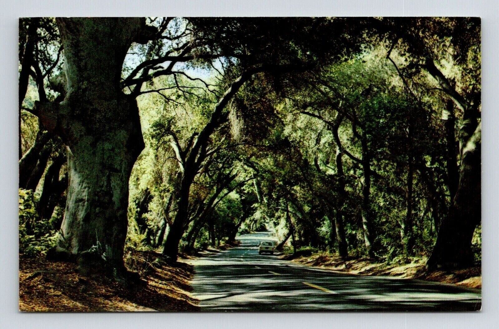Live Oak Trees Fallbrook Road Street View Forest Old Car Fall Autumn ...