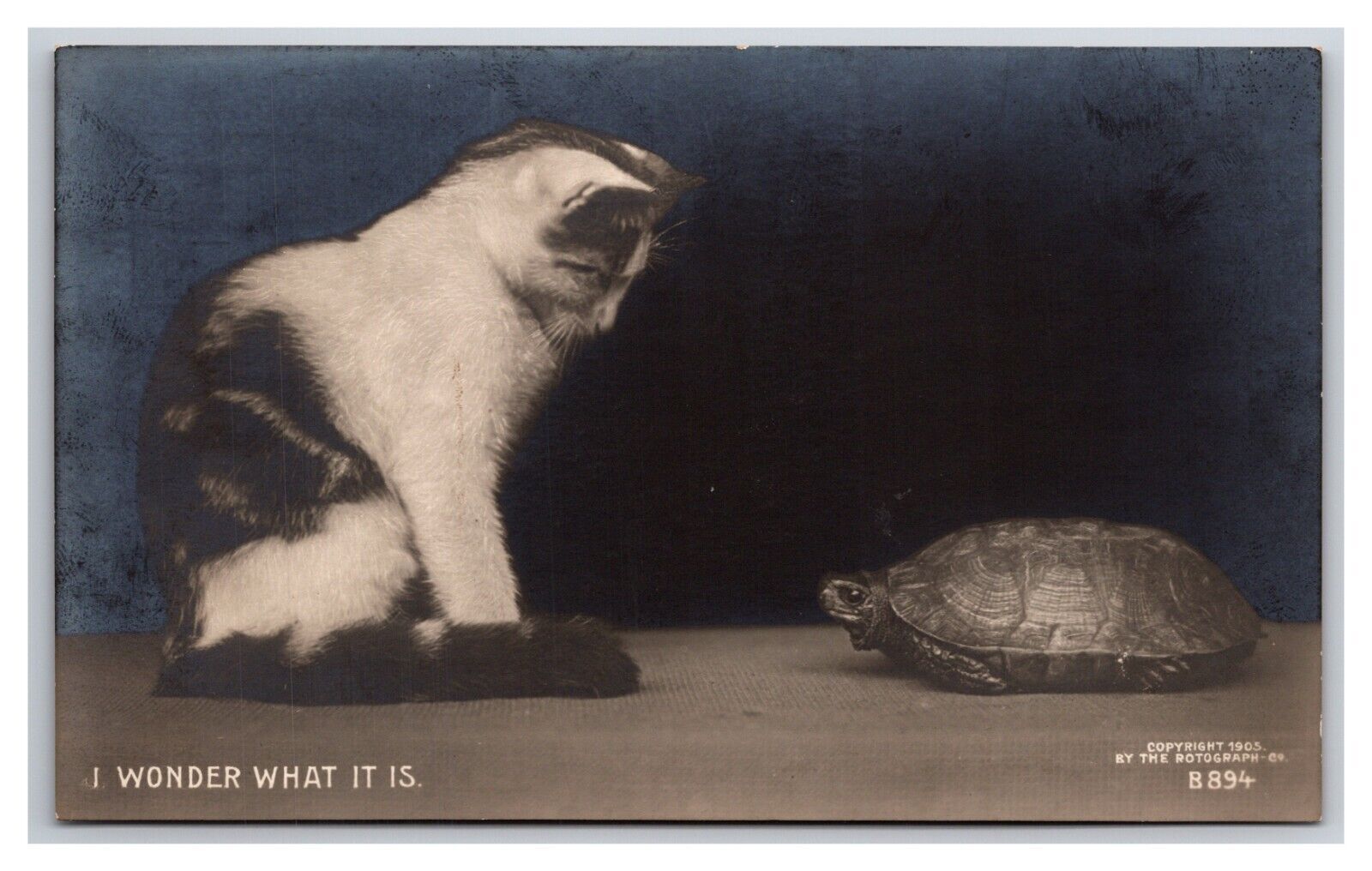 RPPC Comic Cat and Turtle Wonder What It Is UNP Rotograph Postcard Y16 ...