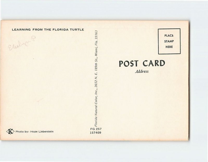 Postcard Legend and a Parable from a Florida Turtle, Florida | United ...