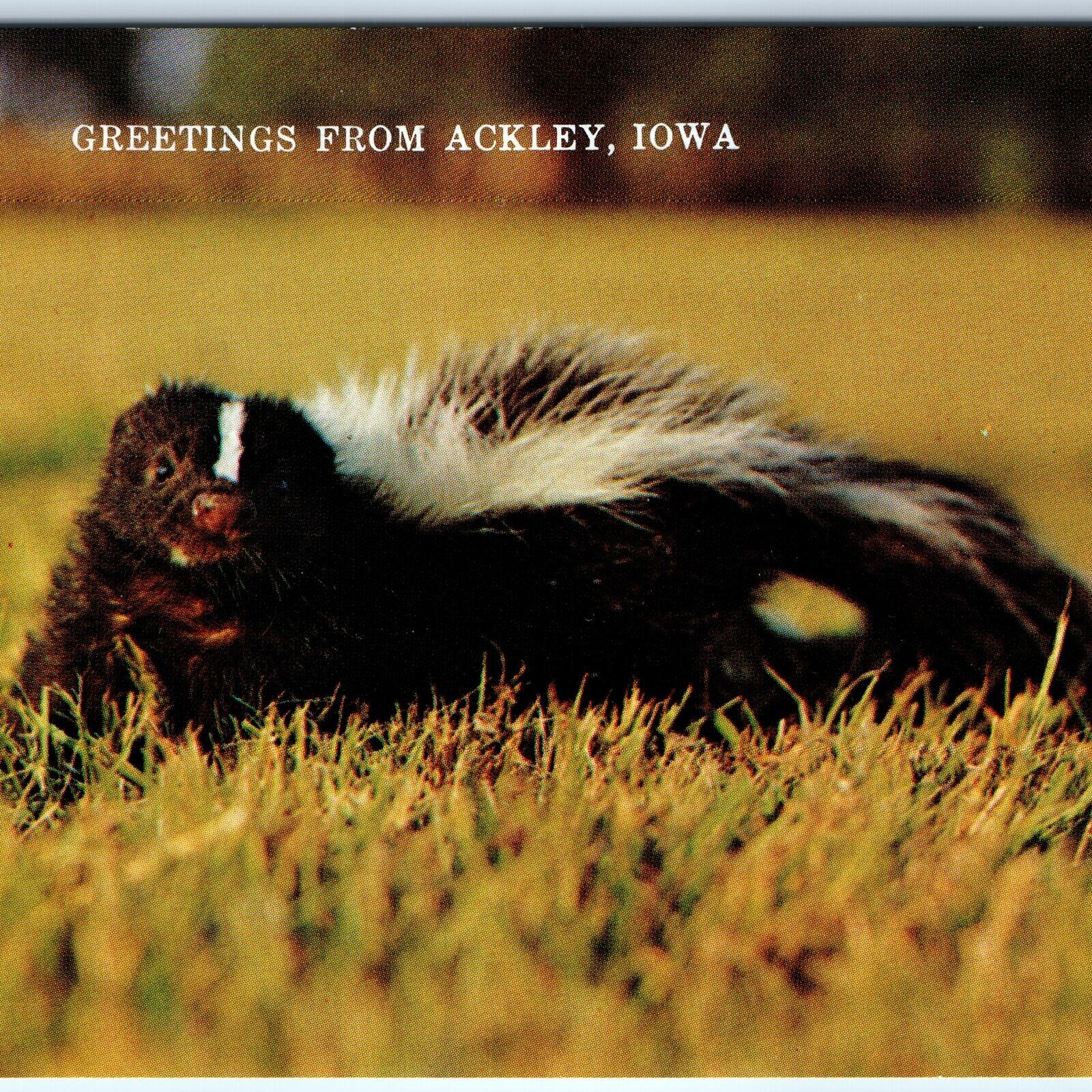 c1970s Ackley IA Greetings From Adorable Skunk Striped Mephitidae ...