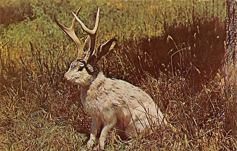 The Mythical Jackalope View Postcard Backing | Topics - Other, Postcard ...
