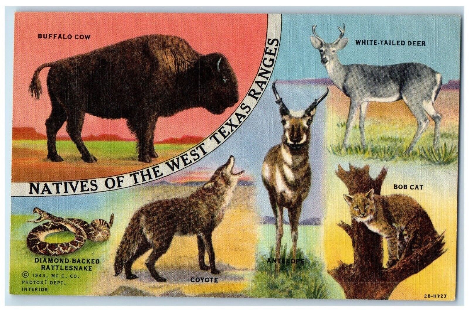 Native Of The West Texas Ranges Wildlife TX, Animals Unposted Vintage ...