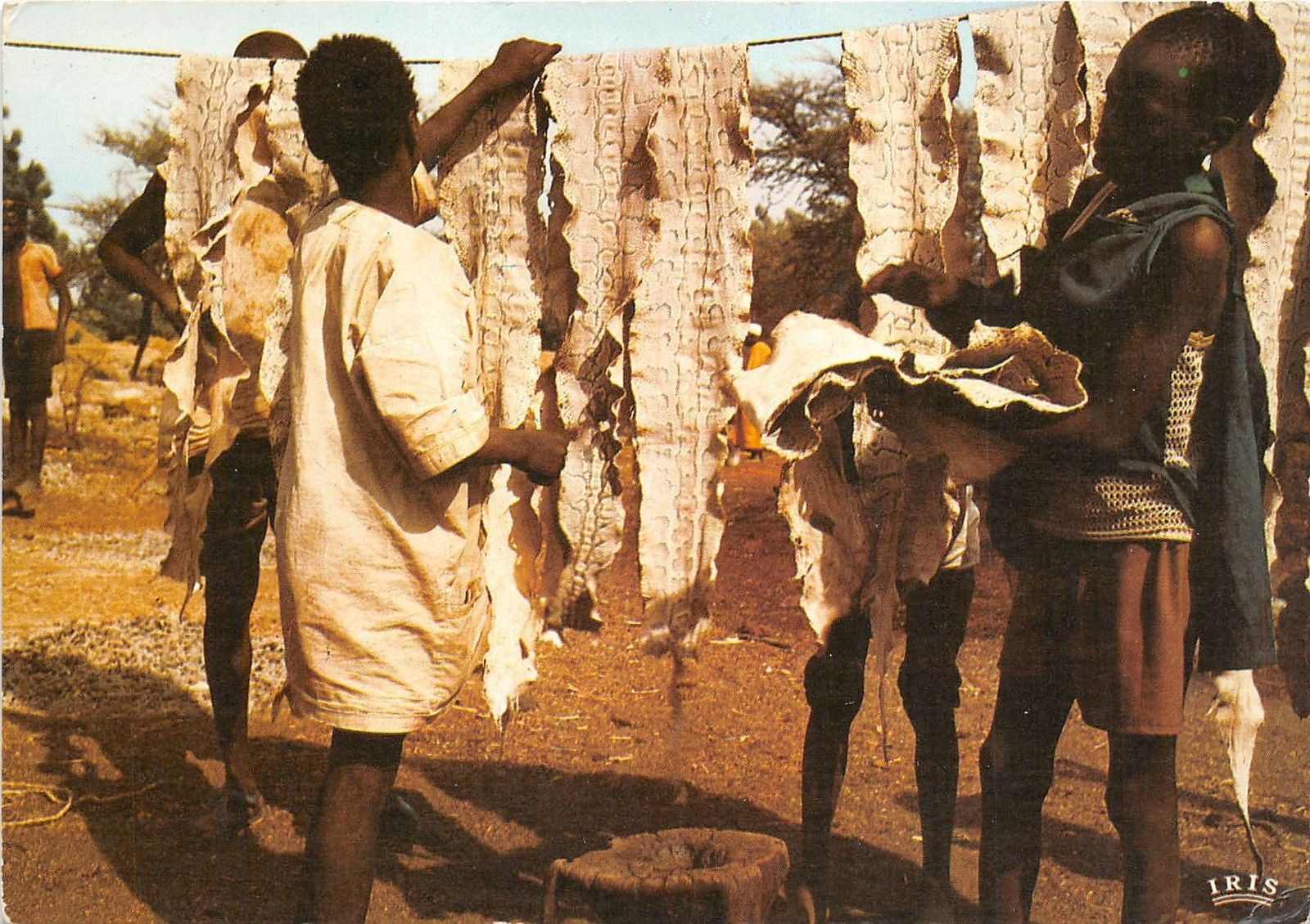 BG14147 types folklore africa in colour drying of snakes skins | Africa ...