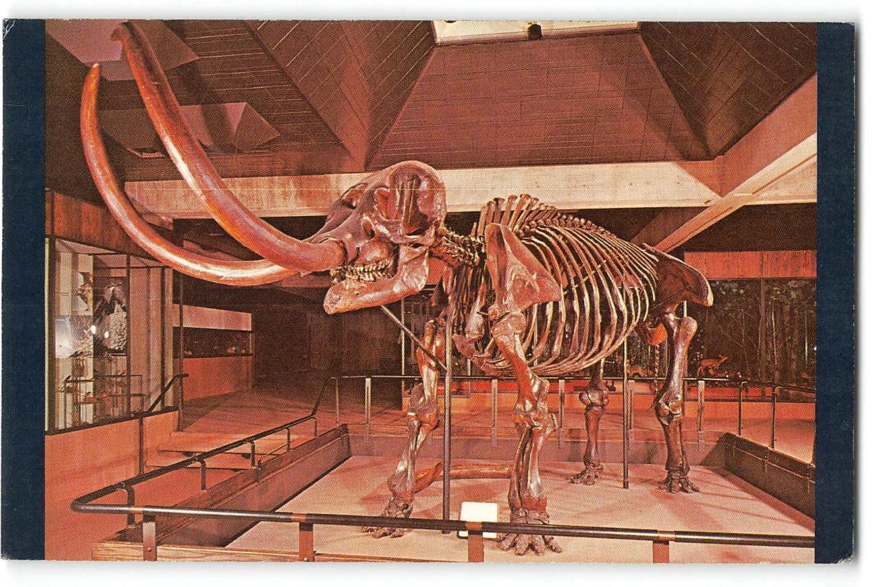 Columbus, Ohio Historical Center CONWAY MASTODON Ice Age 1960s Vintage ...