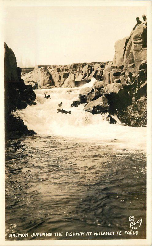 1930s Salmon Jumping Fishway Willamette Falls Eody RPPC Real photo ...