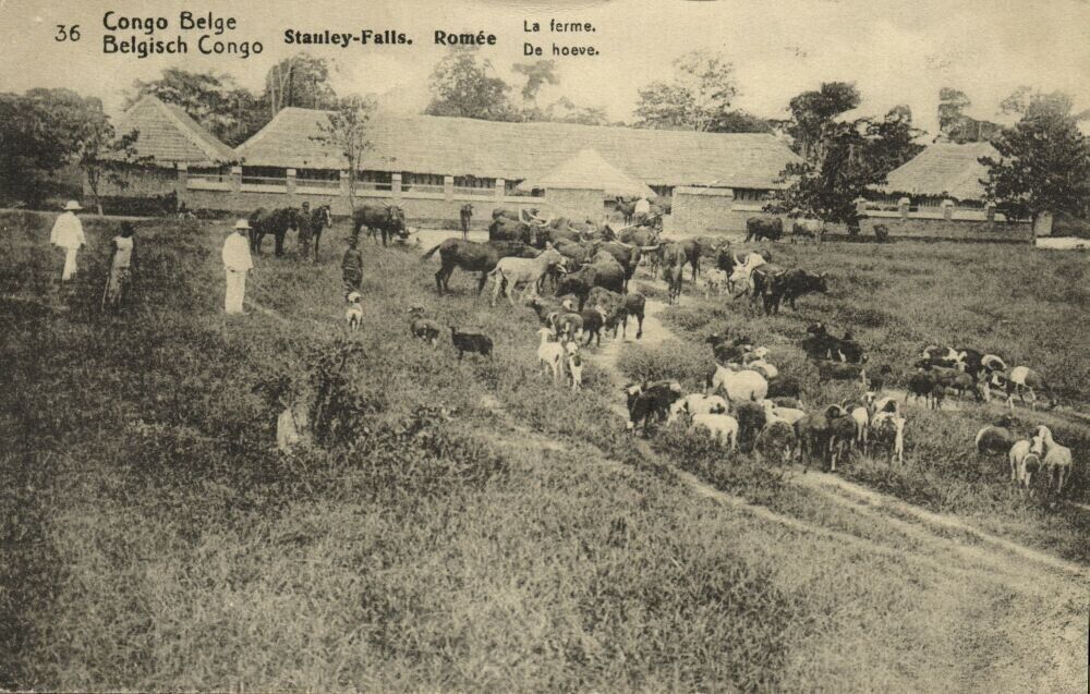 belgian congo, ROMÉE, STANLEY-FALLS, Farm with Cattle (1920s) Postcard ...