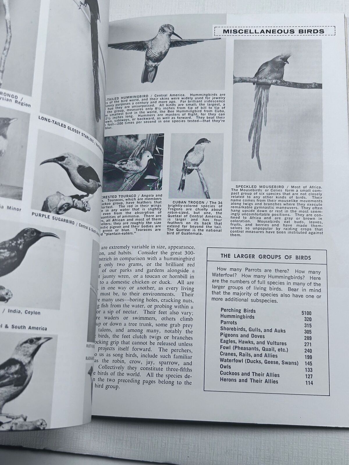 Philadelphia PA Zoo Animal Book and Guide to the Garden 1964 | Ephemera ...